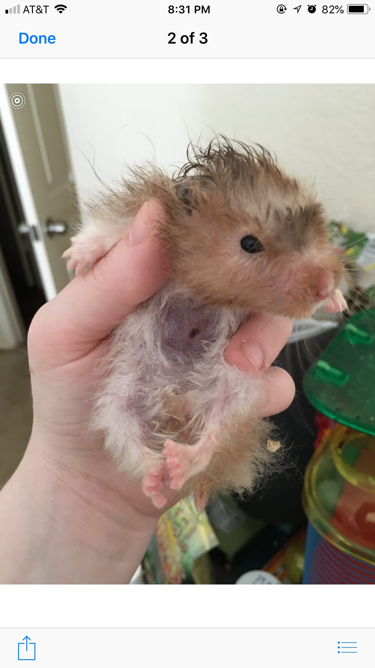 My hamster has a discolored belly & lump. Is it cancer? | Petco