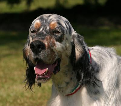 English Setter Breed Facts and Information