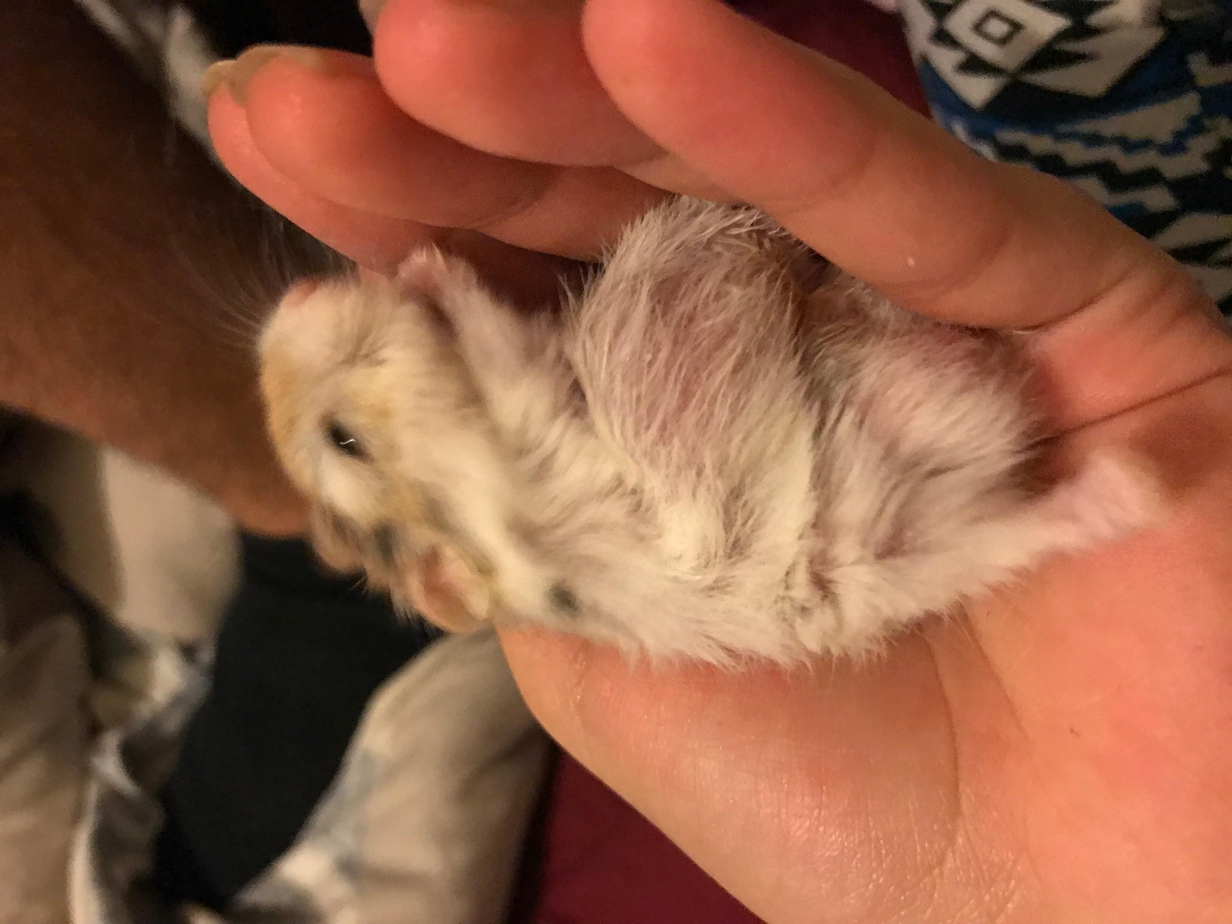 My Hamster Has a Painful Stomach Lump: Tumor? What's the Cost? | Petco