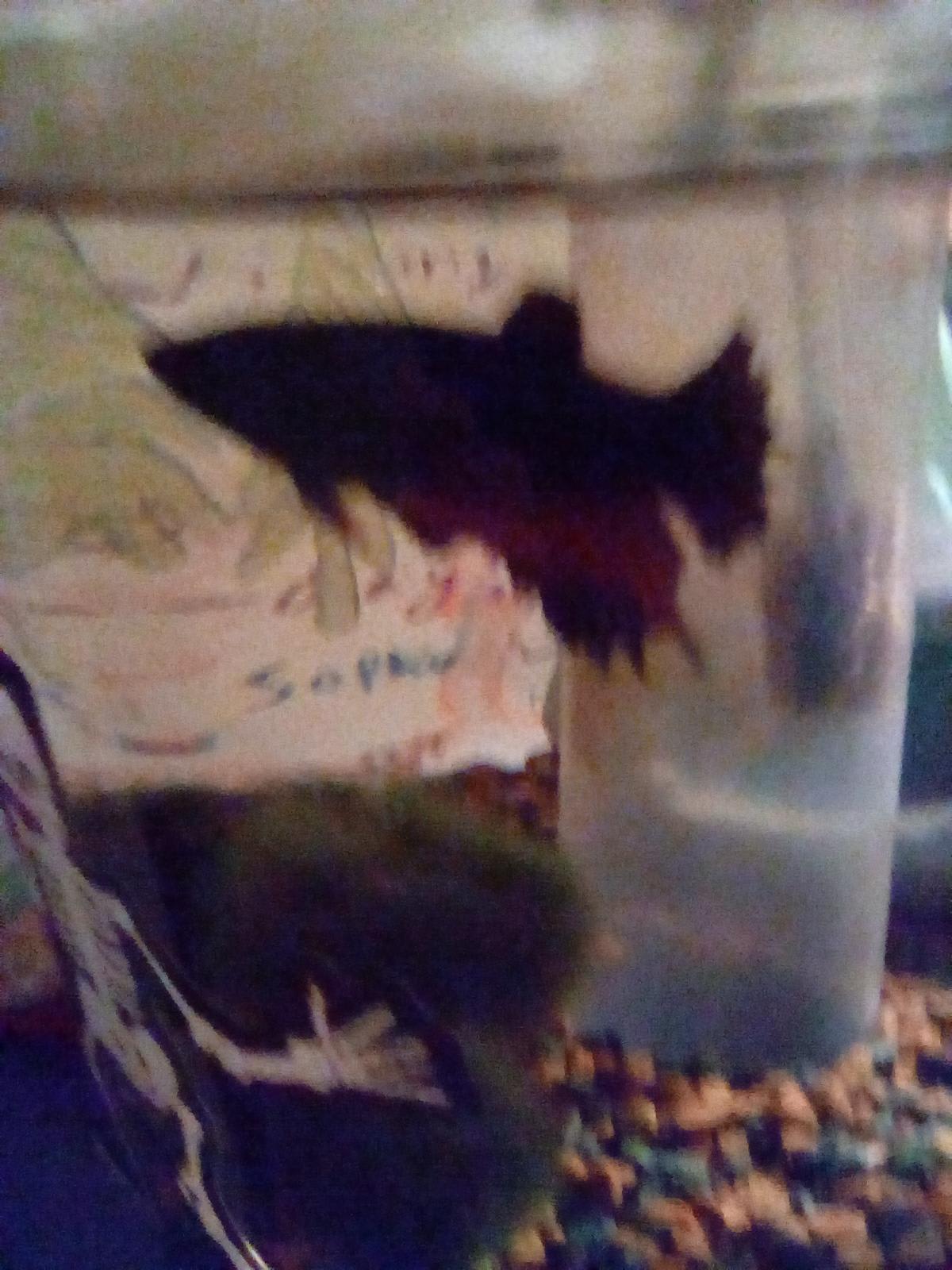 My Betta Fish Has a Ragged Tail. Is it Fin Rot? What to Do? | Petco