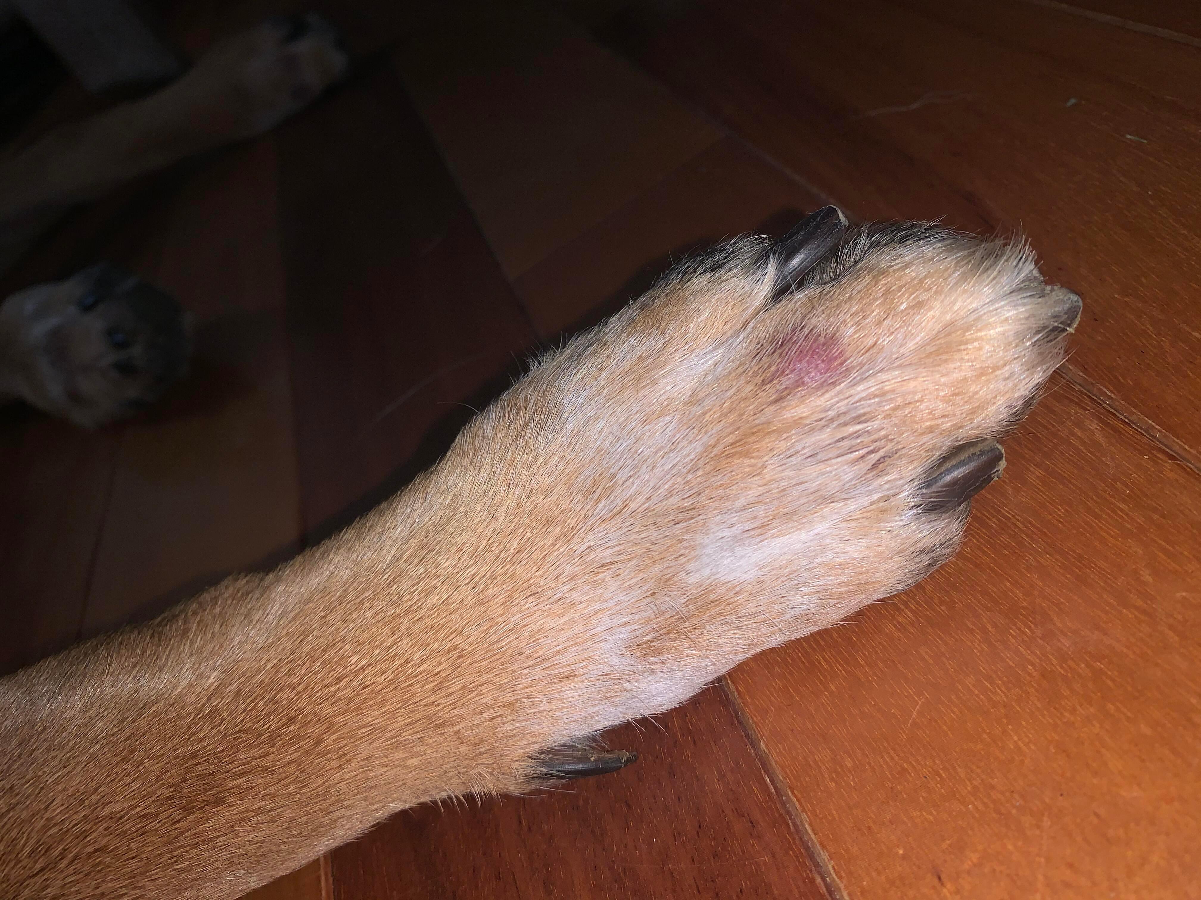 My dog has red boil-like spots on paws for 5 days. Urgent? | Petco