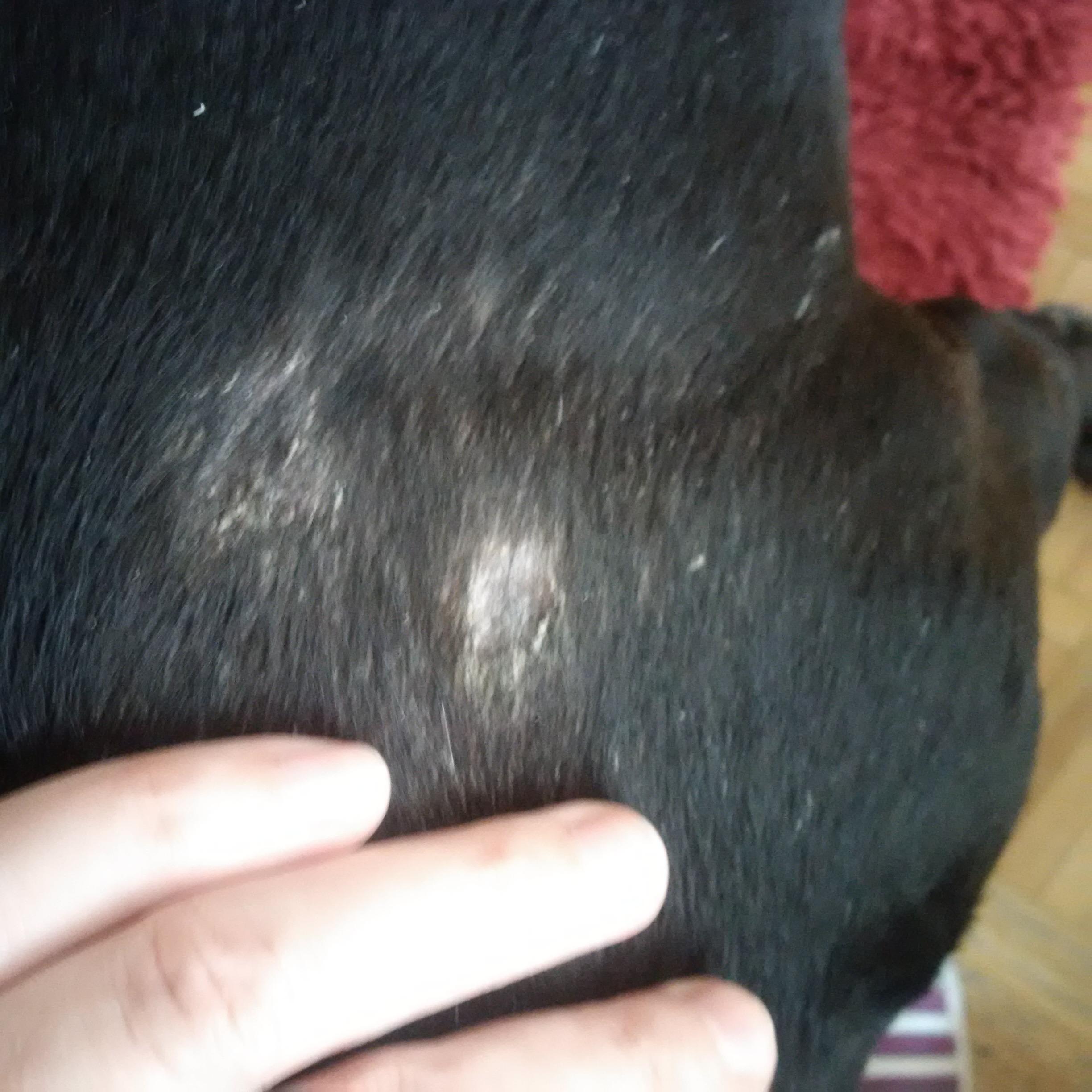 Why is my senior pit bull losing hair and getting dry skin patches? | Petco