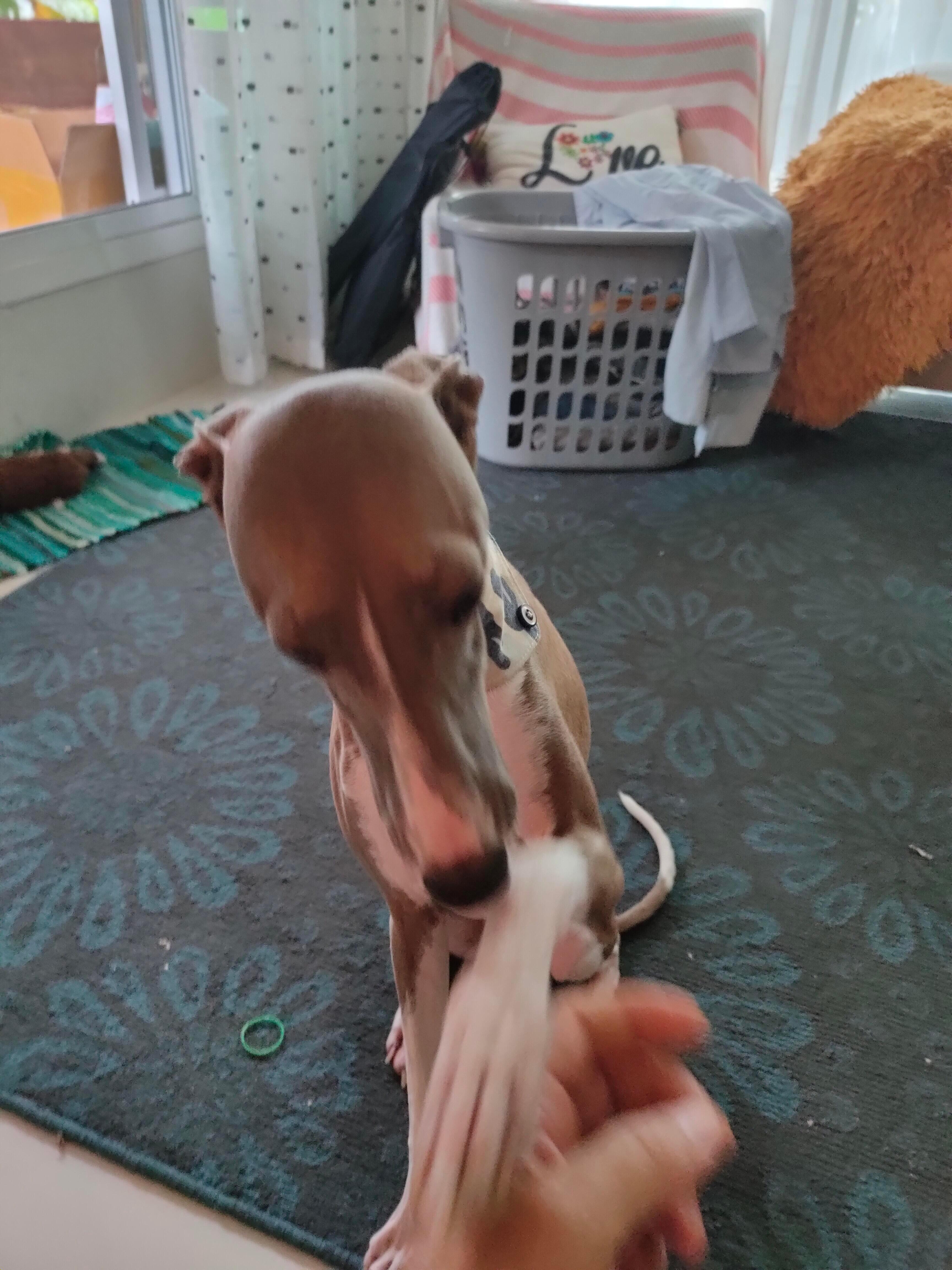 My Italian Greyhound Has Open Sores Between Toes. What Can I Do? | Petco