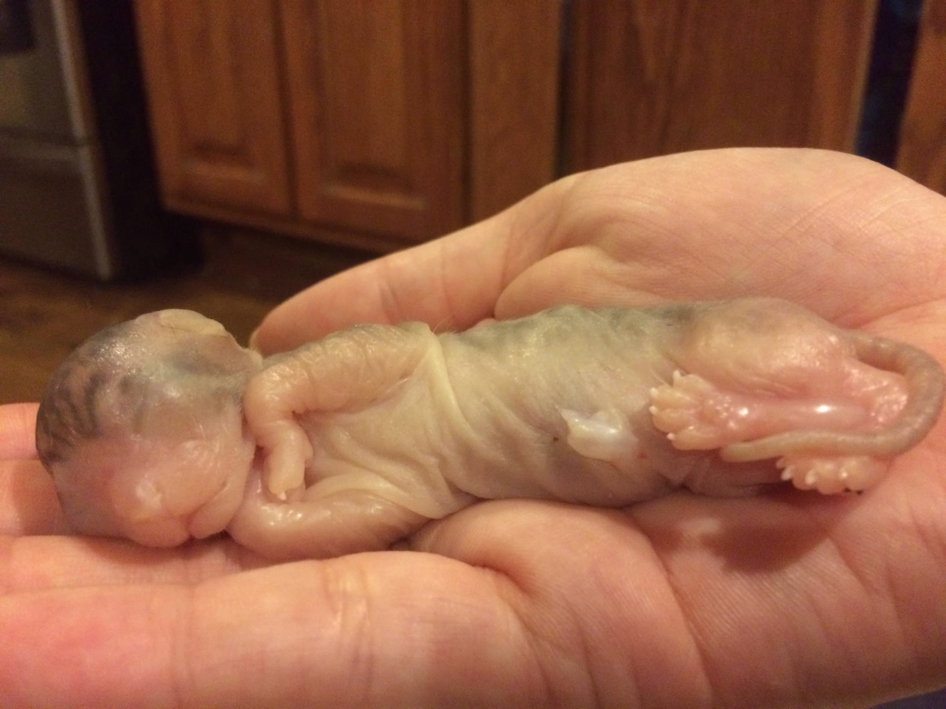 First-time cat mom's stillborn kittens: What happened? | Petco