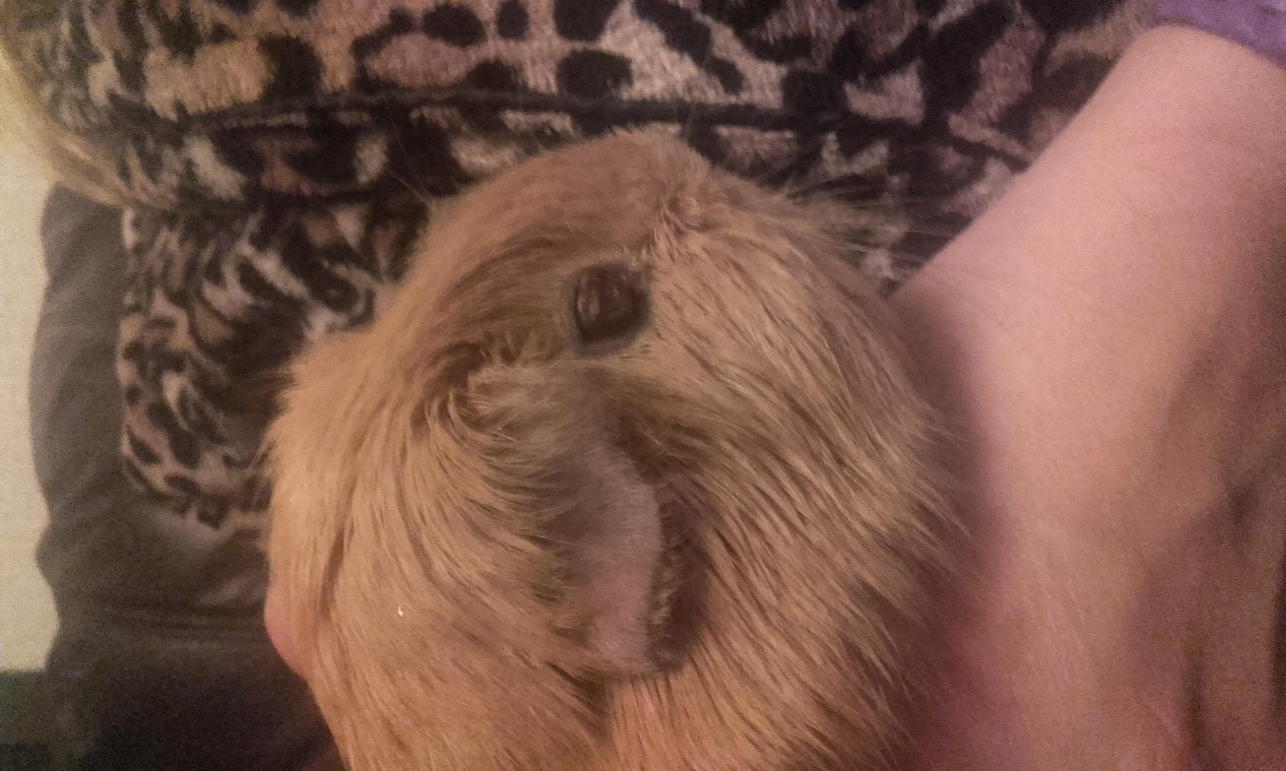 My Guinea Pig's Painful Eye: Surgery or Euthanasia Decision? | Petco