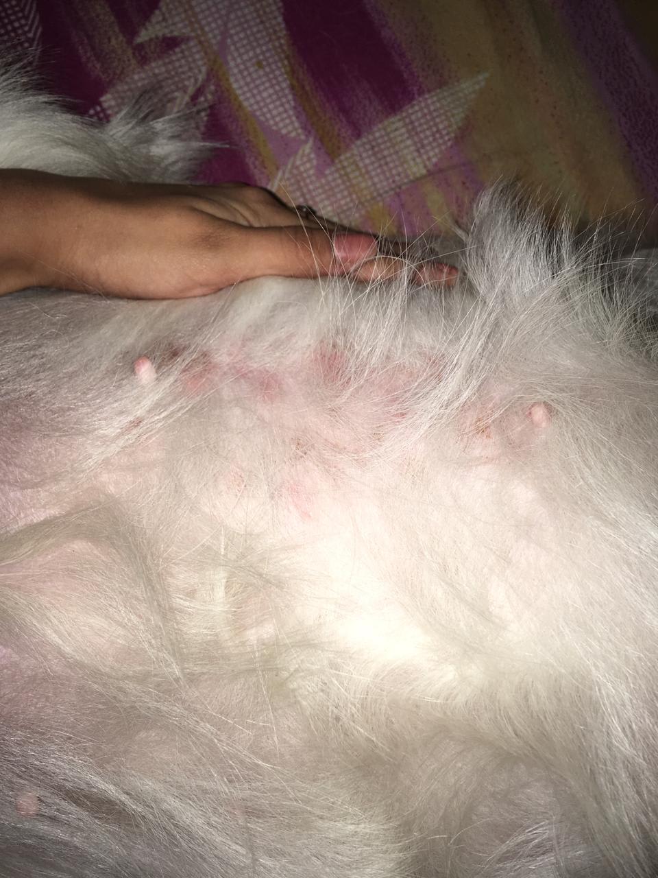 My dog has ticks and skin rashes. Should I shave her fur? | Petco