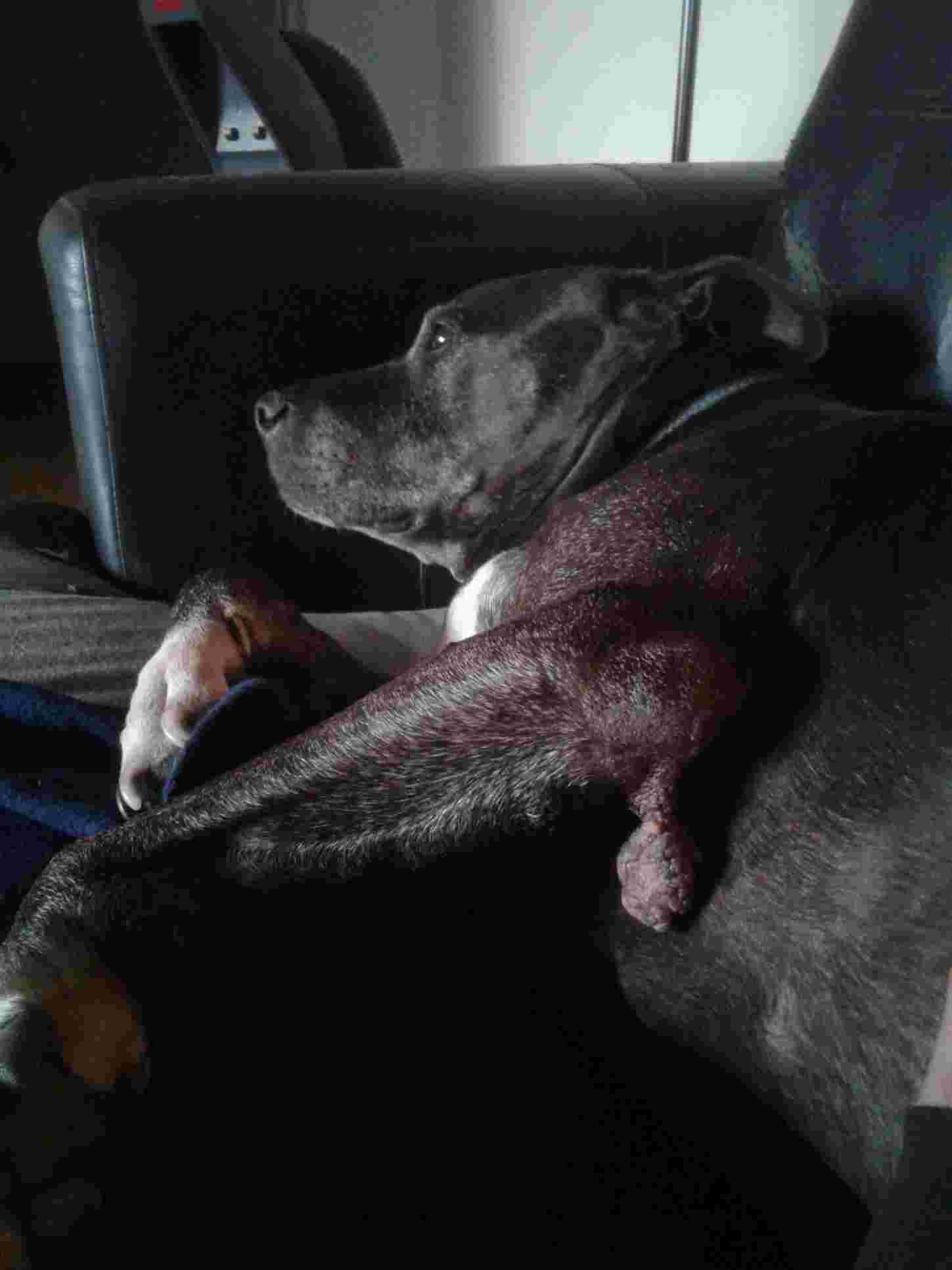 My senior dog has an open growth. Infected or hygroma? | Petco