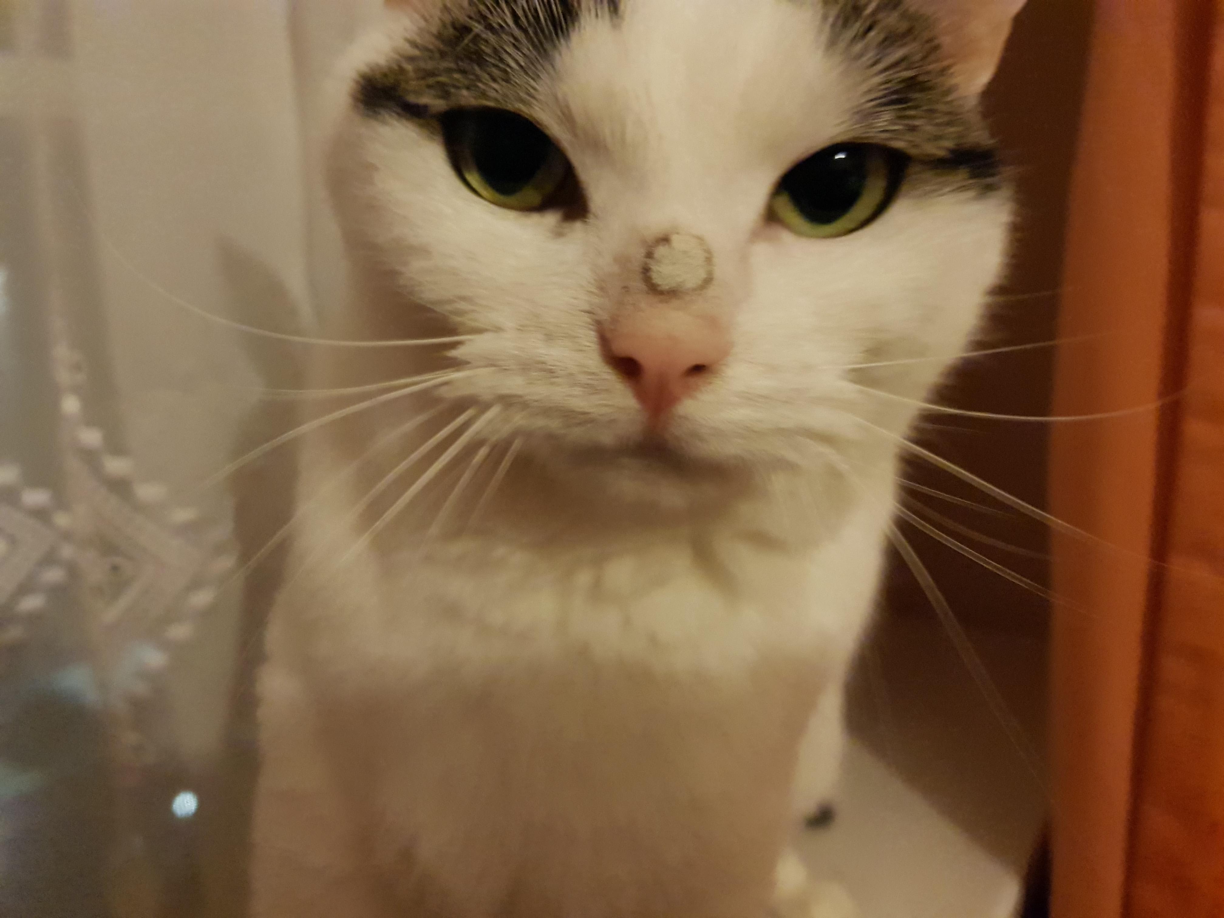 My Cat Has a Round Lump with a Black Ring on Nose. What Is It? | Petco