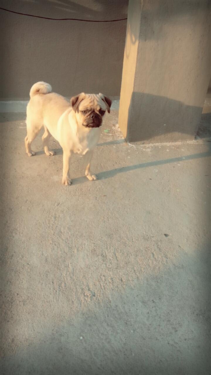 My 8-Month Pug Looks Skinny: Is Her Weight Healthy? Best Food? | Petco