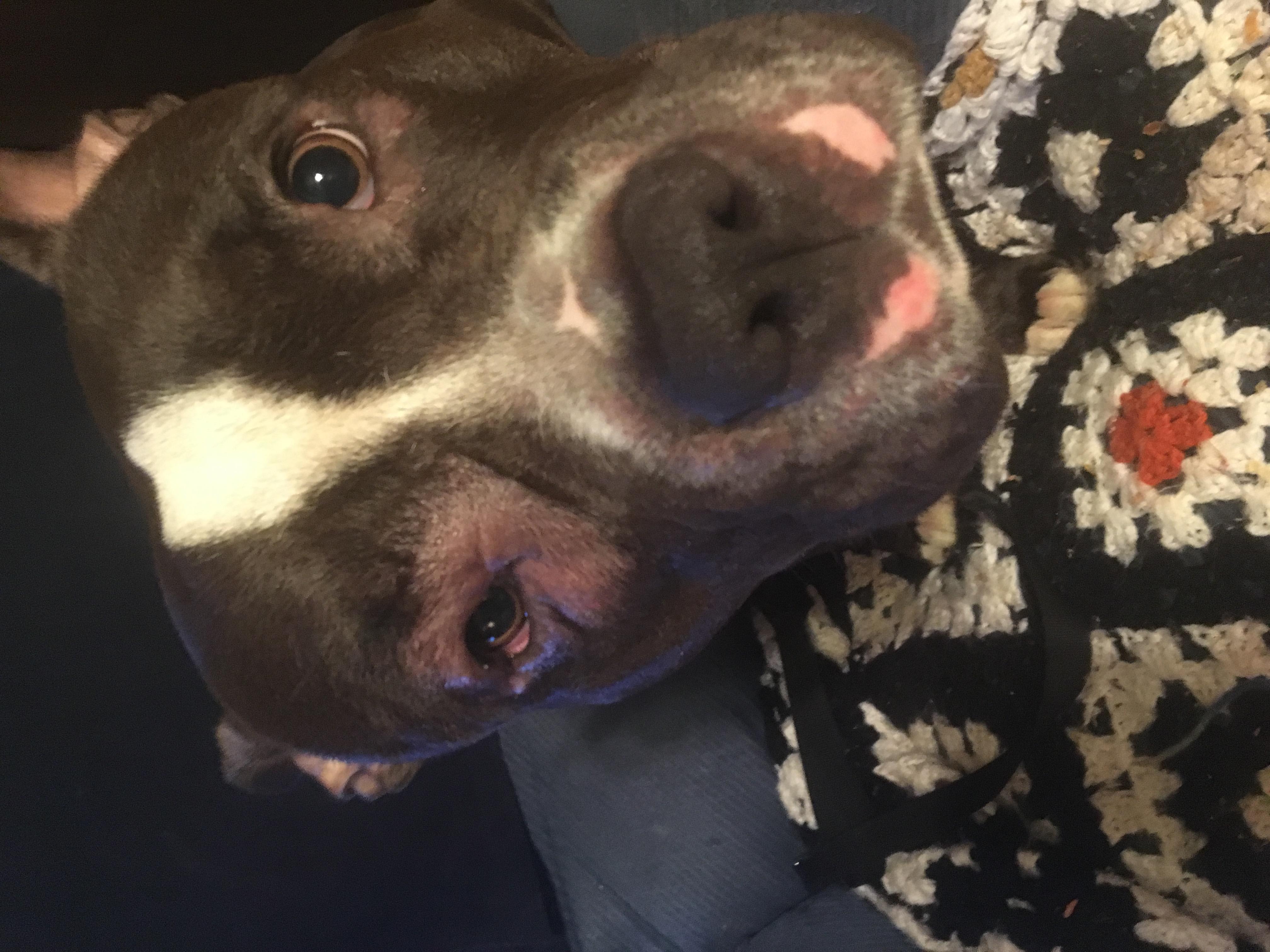 My Pit Bull's eyes are swollen and itchy. Could it be allergies? | Petco
