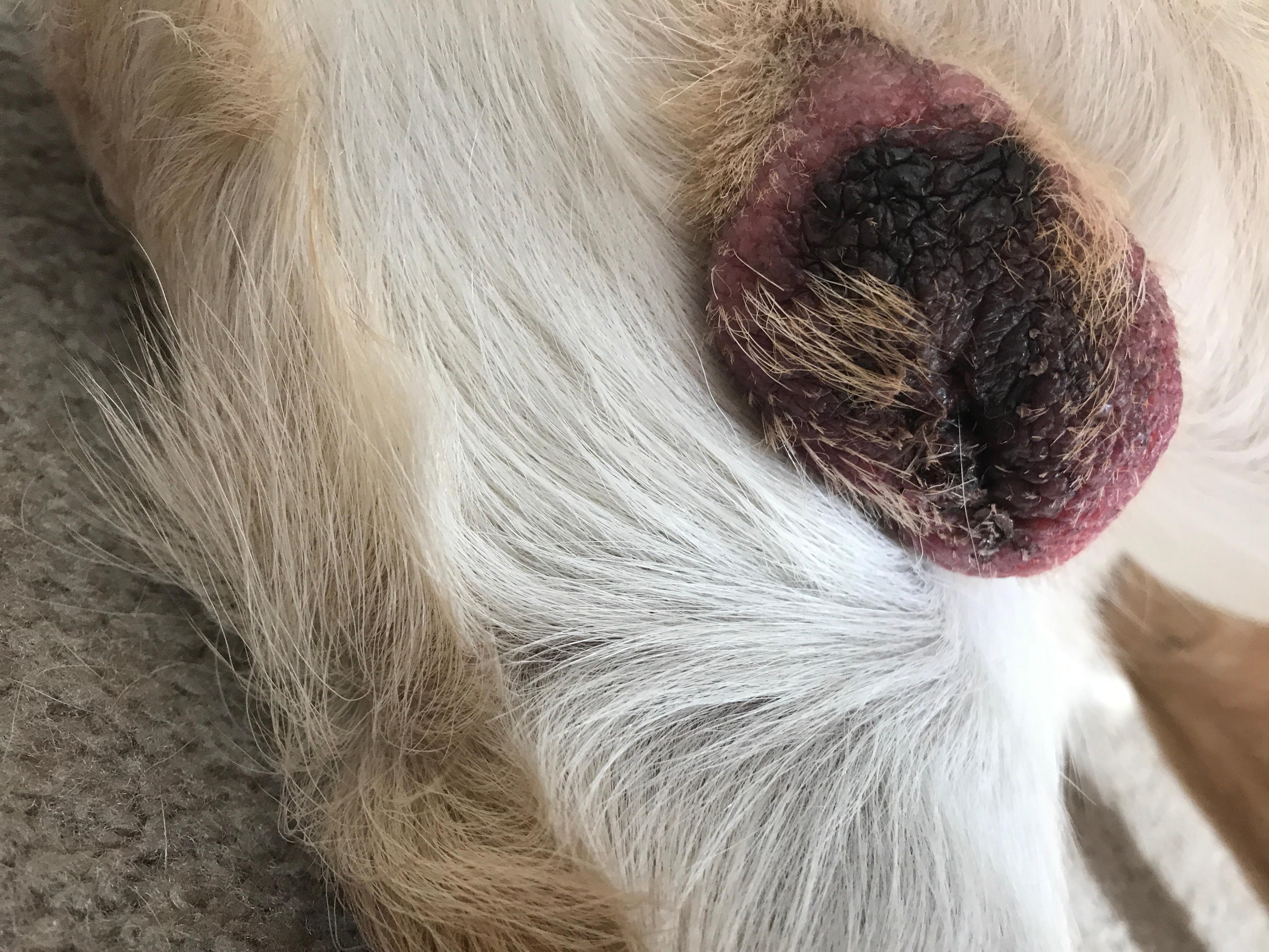 My dog's neuter incision red, draining after licking. Normal? | Petco