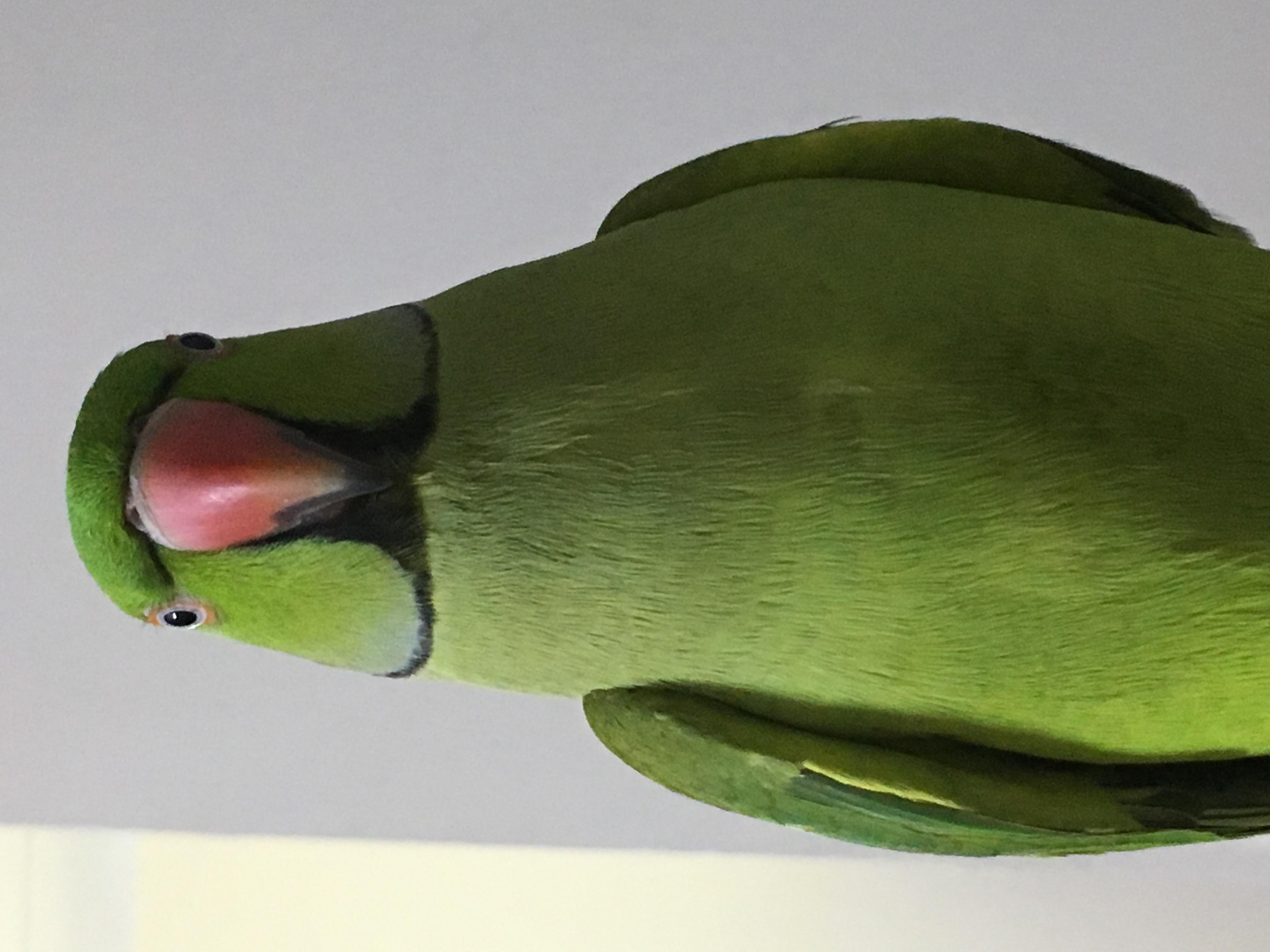 Why is my Indian Ringneck parrot's beak not as red as before? | Petco