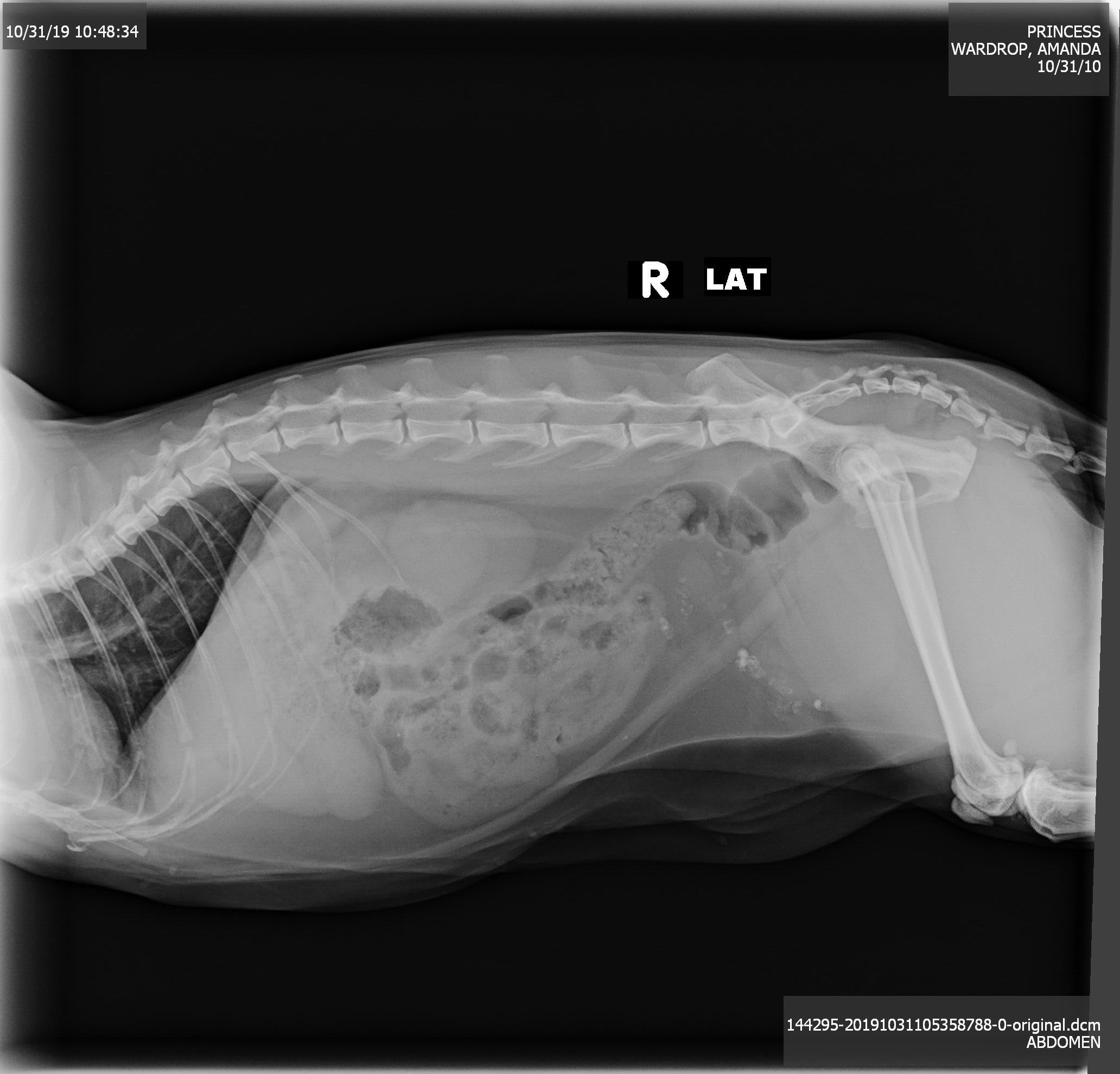 Cat Bathroom Issues After X-Ray & Meds: Stones or Constipation? | Petco