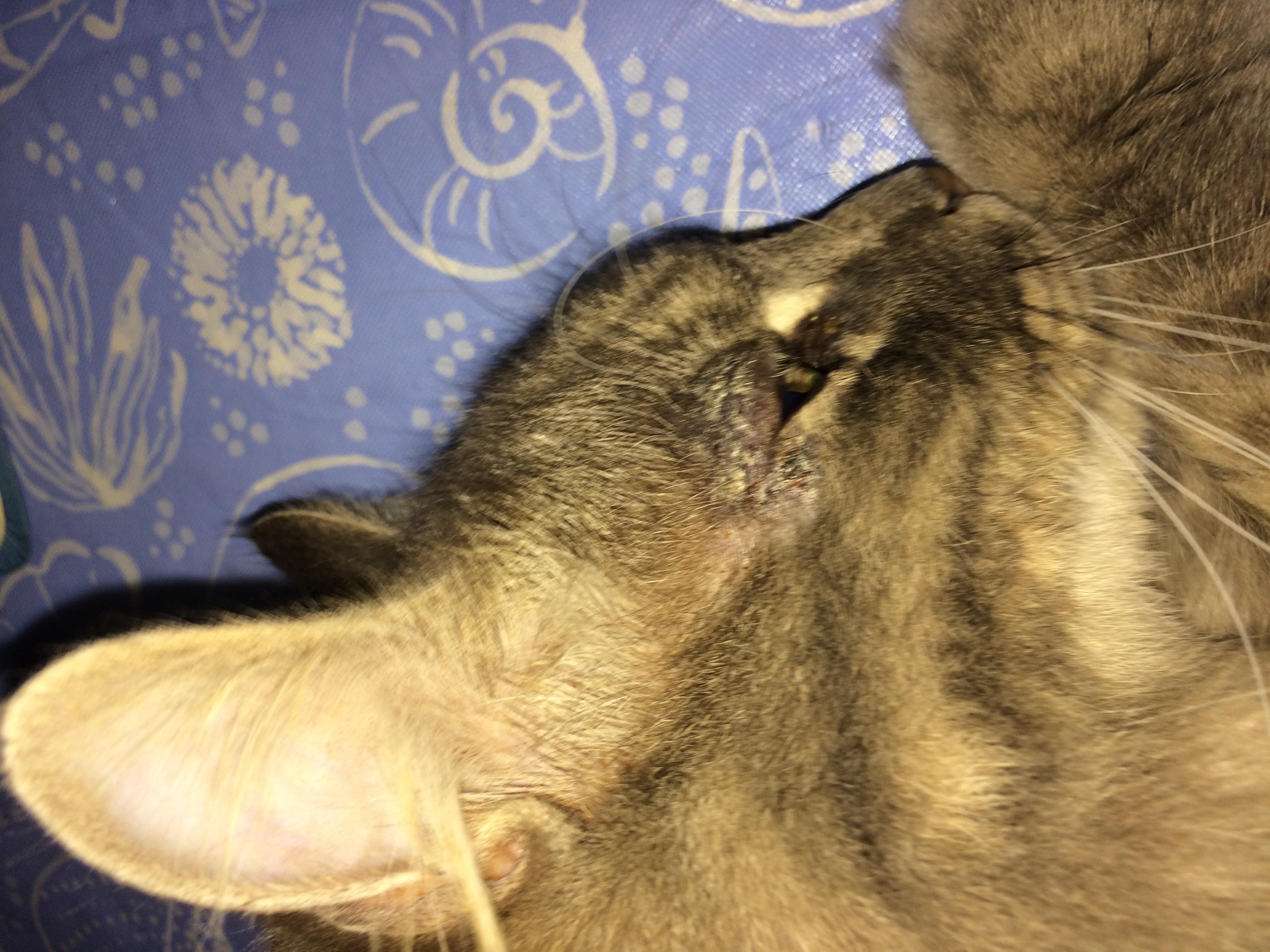 Cat's face swollen, scabby, fur gone. Should you wait for vet? | Petco