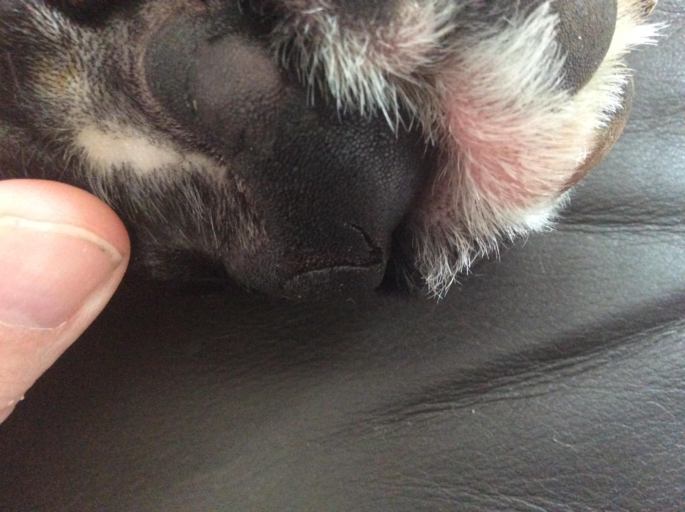 My Dog's Split Paw Pad: Is It Uncomfortable? See a Vet? | Petco