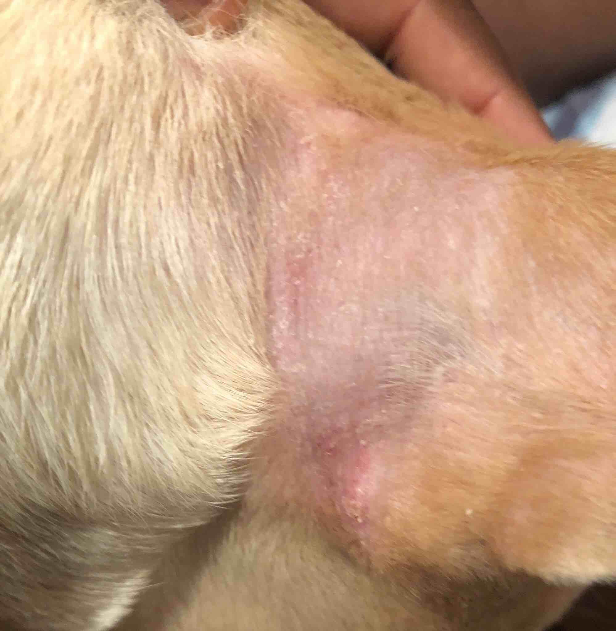 My Dog's Ears Are Red & Losing Hair: Stop It & Regrow Fur | Petco
