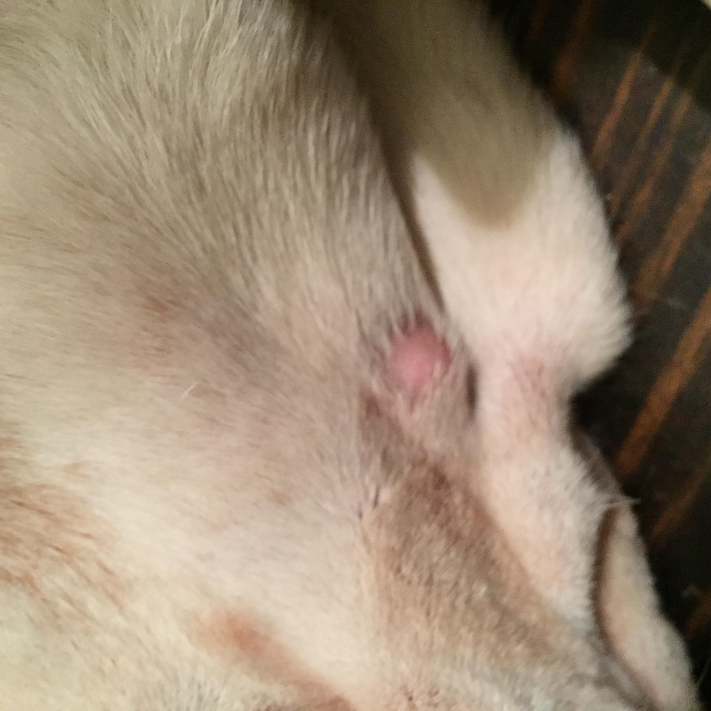 Basset's Unchanged Skin Spot: Hair Loss? Should I Worry? | Petco