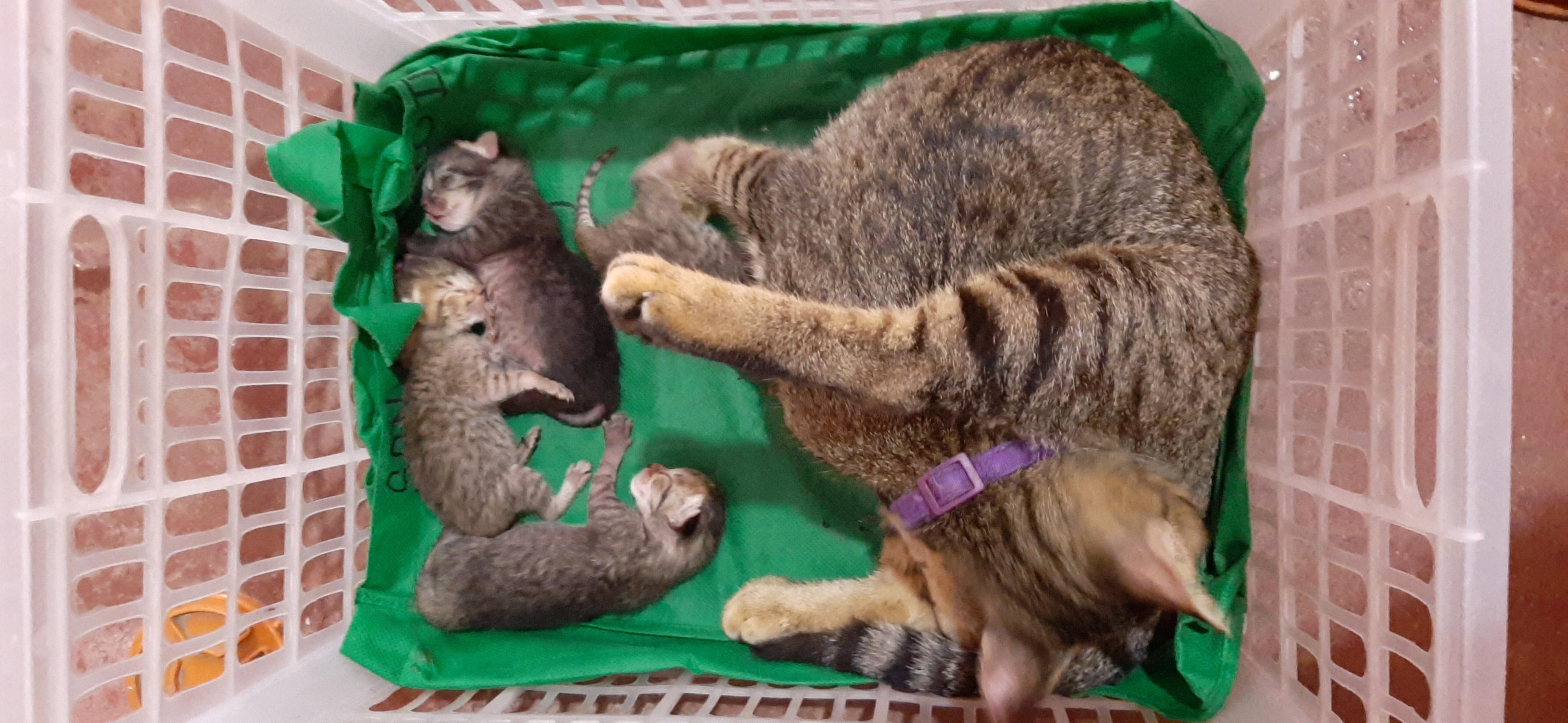 My cat had kittens. Are more inside after birth? What to do? | Petco