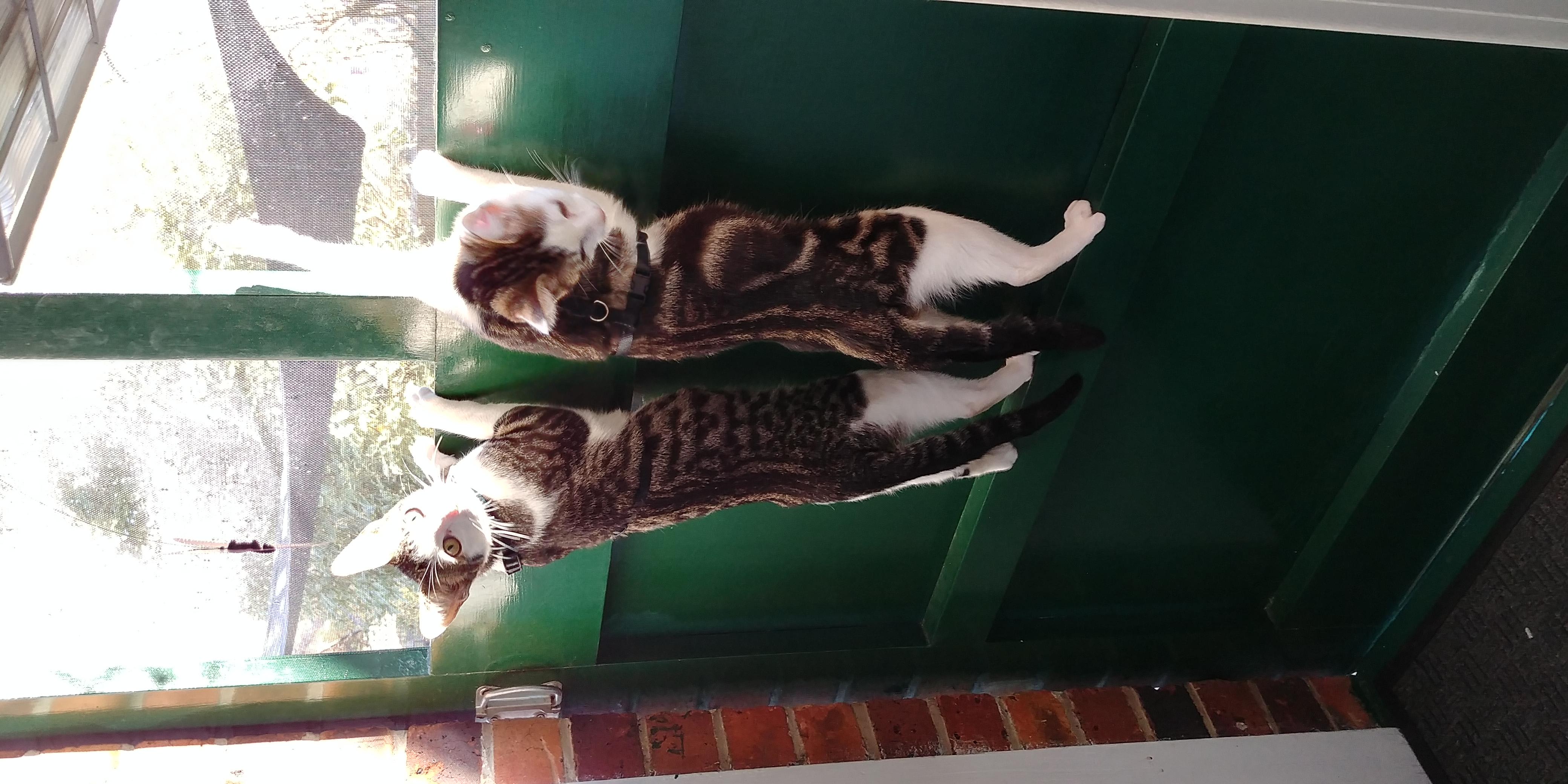 How to Introduce 6-Month-Old Kittens to Roam Outside | Petco