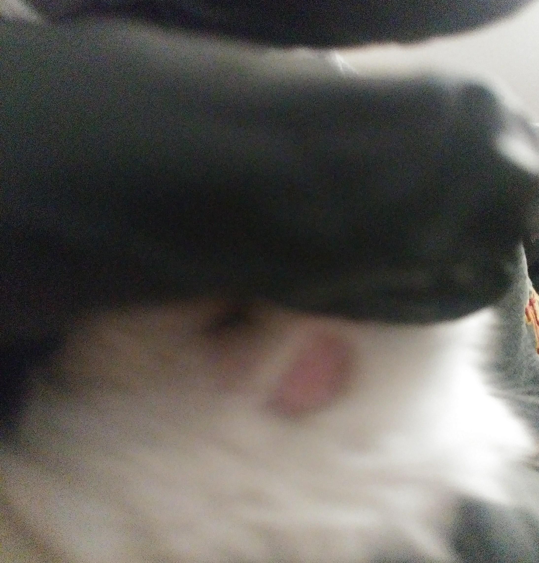 What's That Bald, Stiff, Painless Bump Under Your Cat's Chin? | Petco