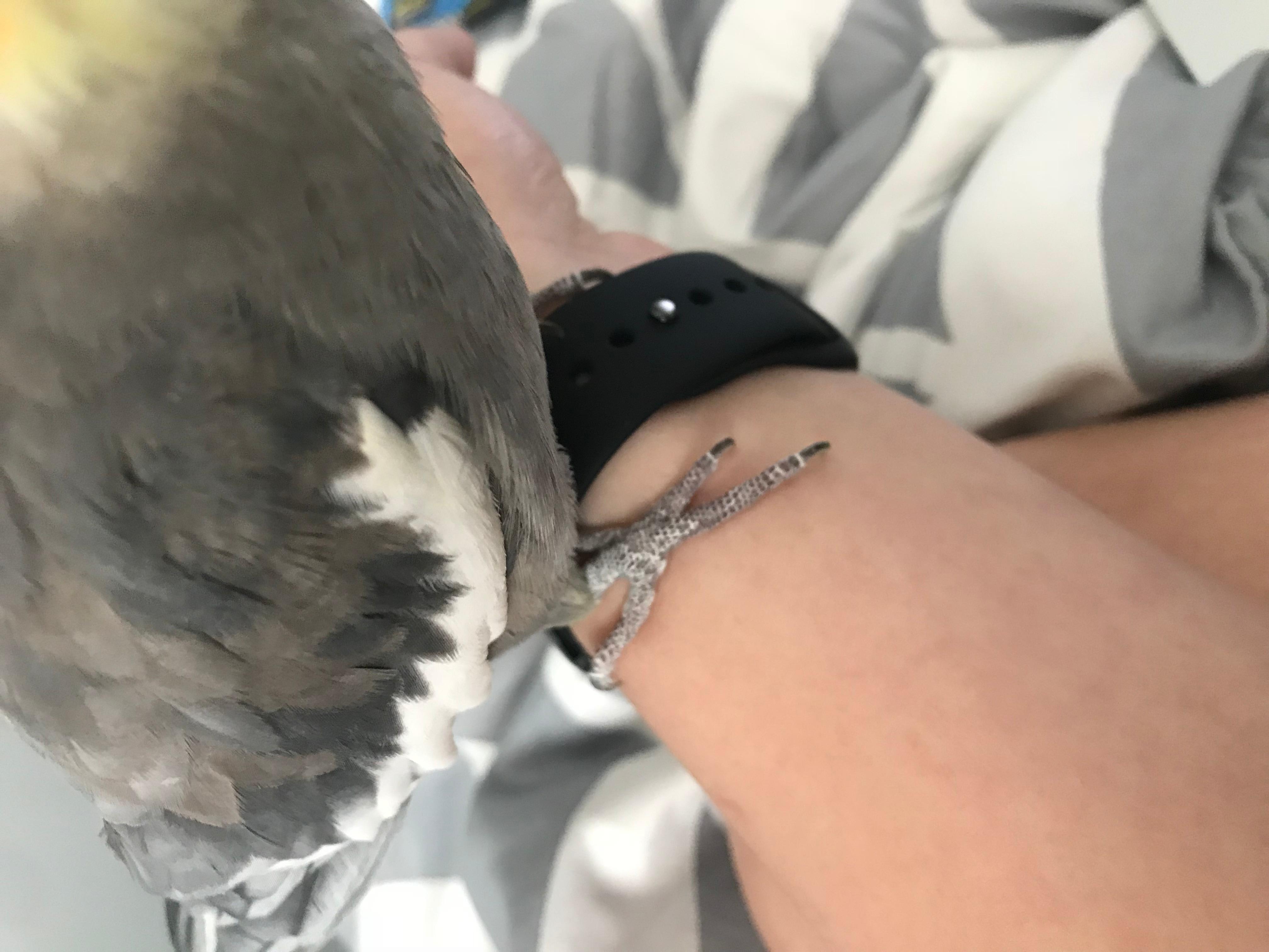 Help! My Cockatiel Has Dry Feet & Hates Baths. What to Do? | Petco