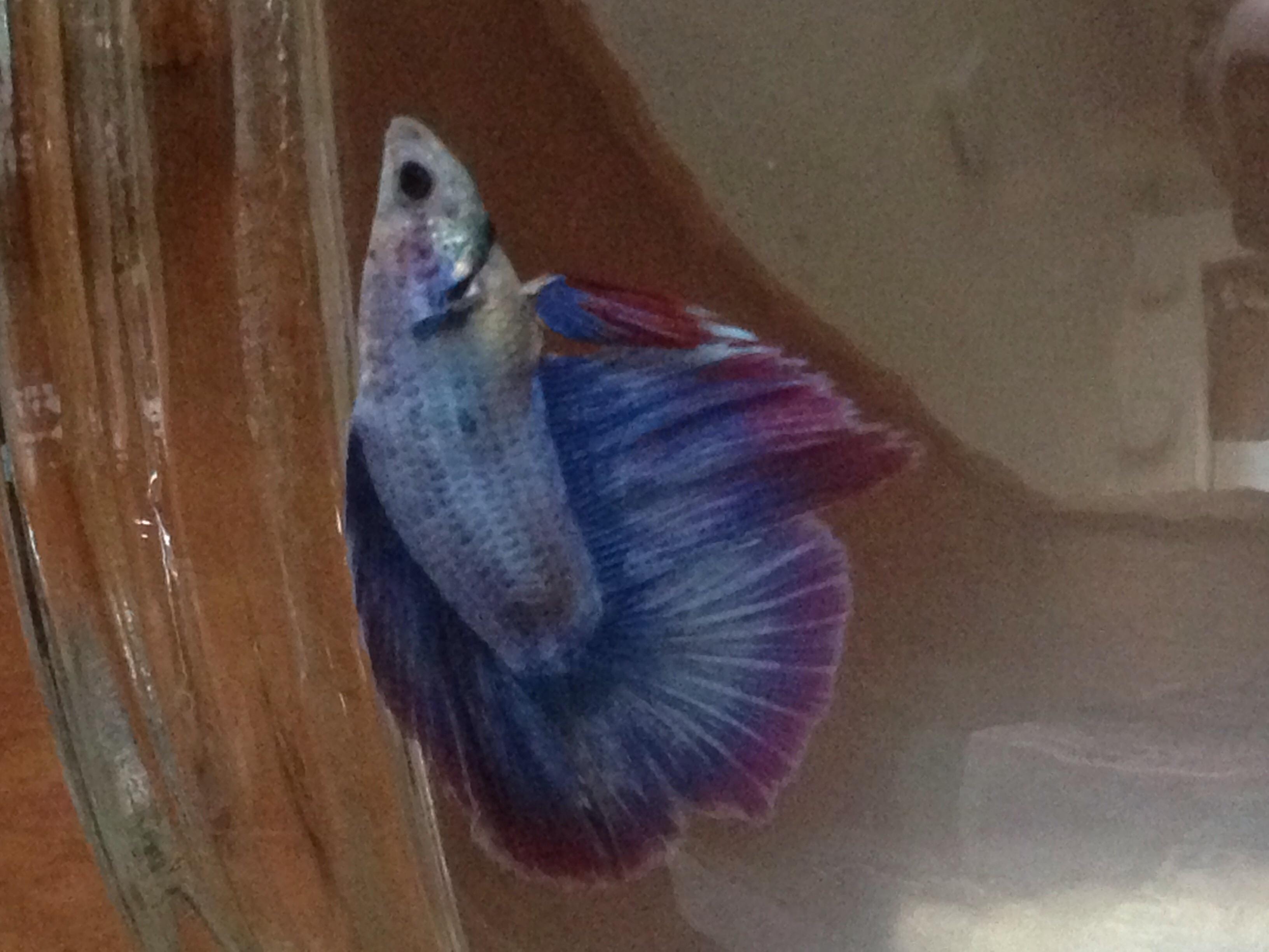 Betta Fish: Surface Breathing, Pale, Swollen? Find Out Why | Petco