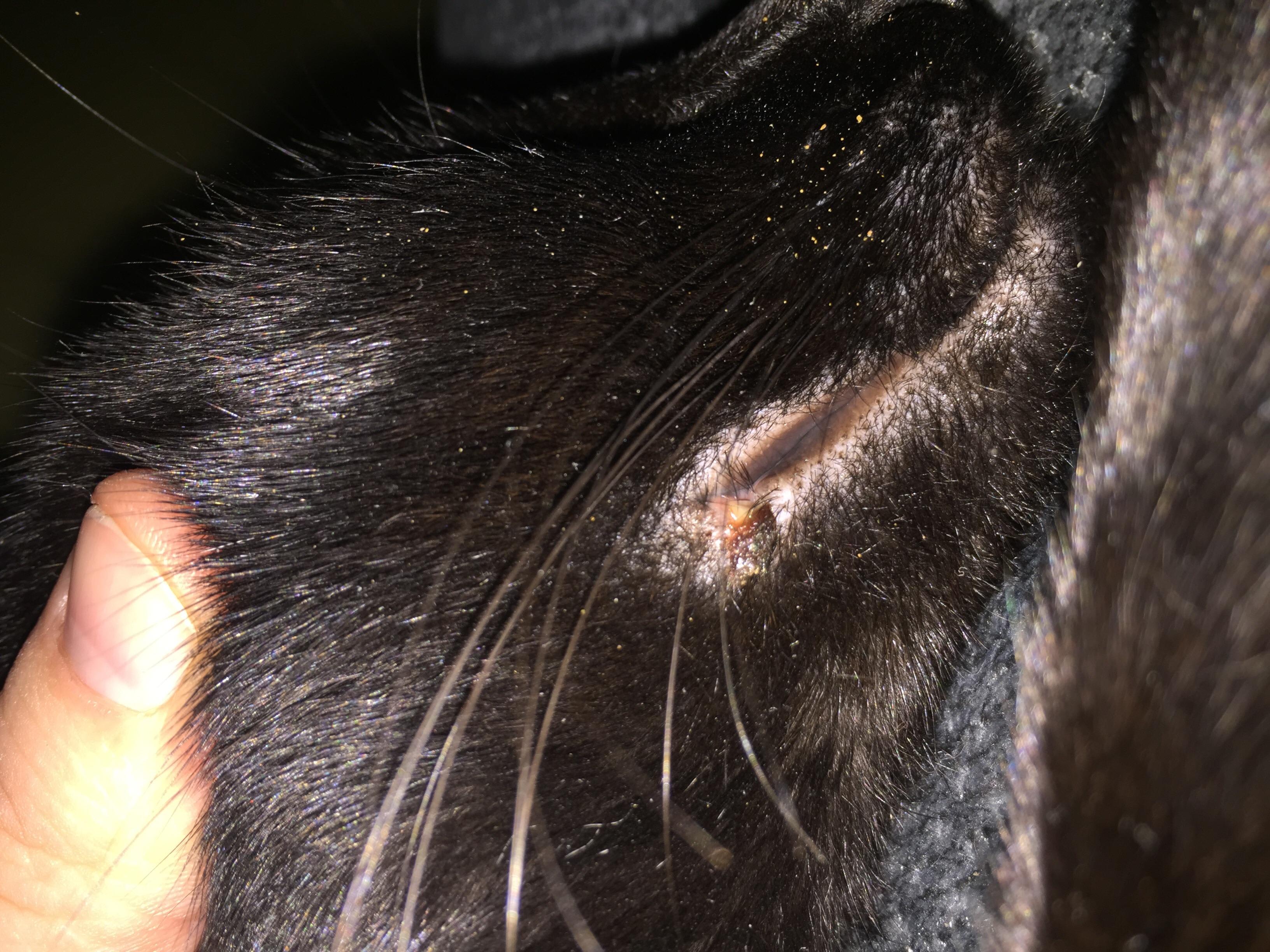 Cat with Drooling, Crusty Mouth Sore & Pus? See a Vet! | Petco