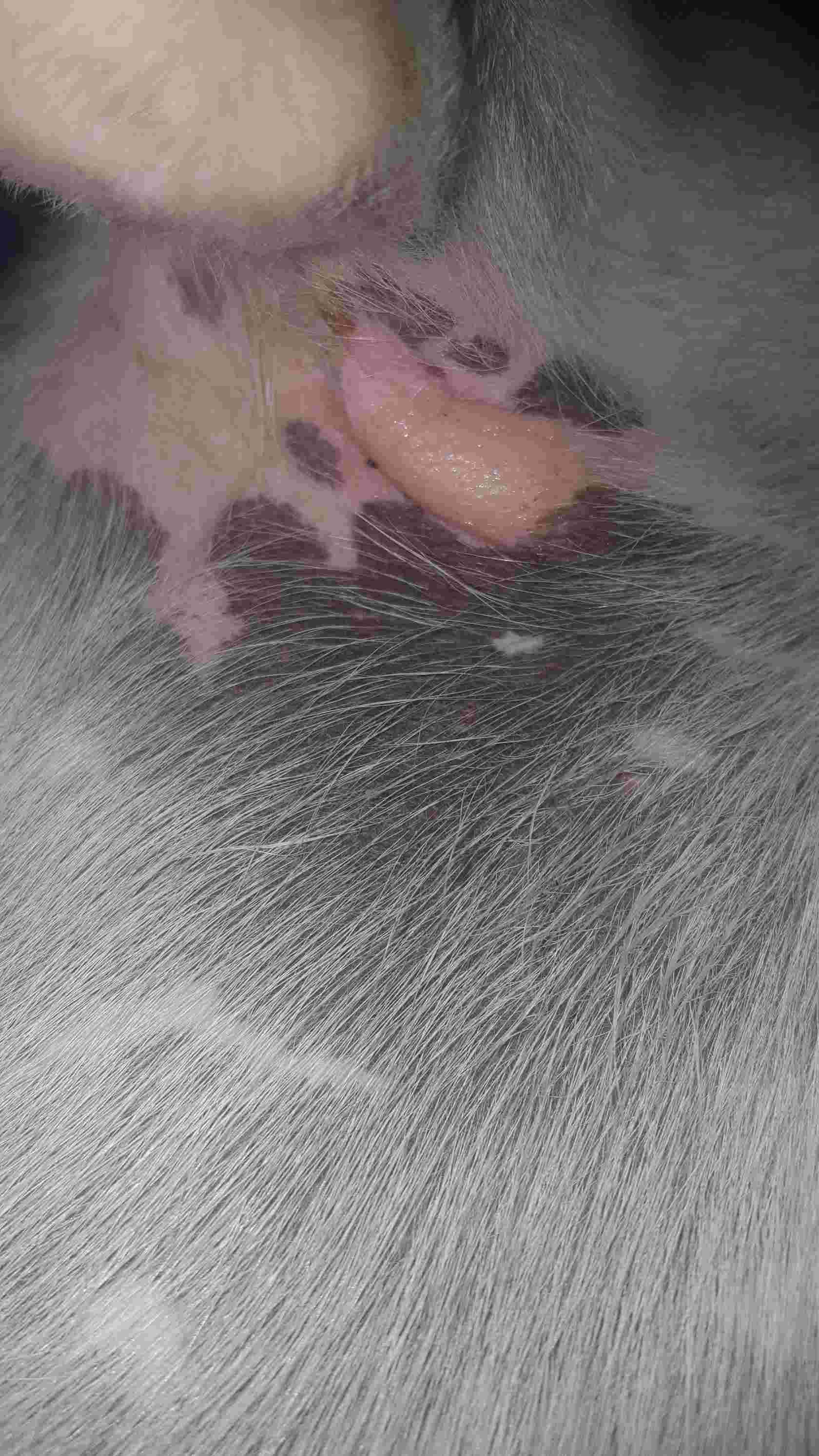 My dog has a painful lump under his armpit. What should I do? | Petco