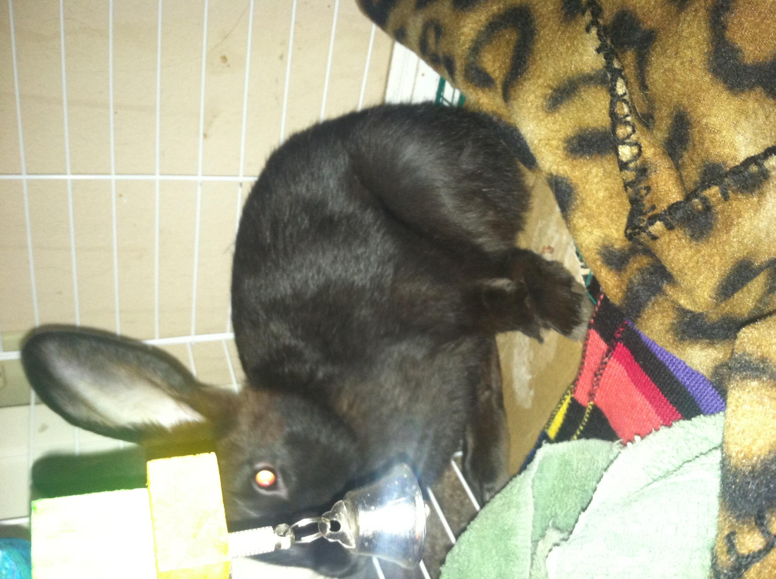 My Dog Attacked My Rabbit, Hopping Weirdly. What Should I Do? | Petco