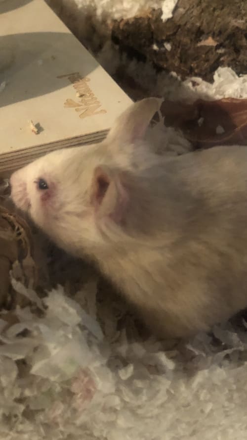 My Syrian Hamster Has a Red Eye Patch: Is It an Infection? | Petco