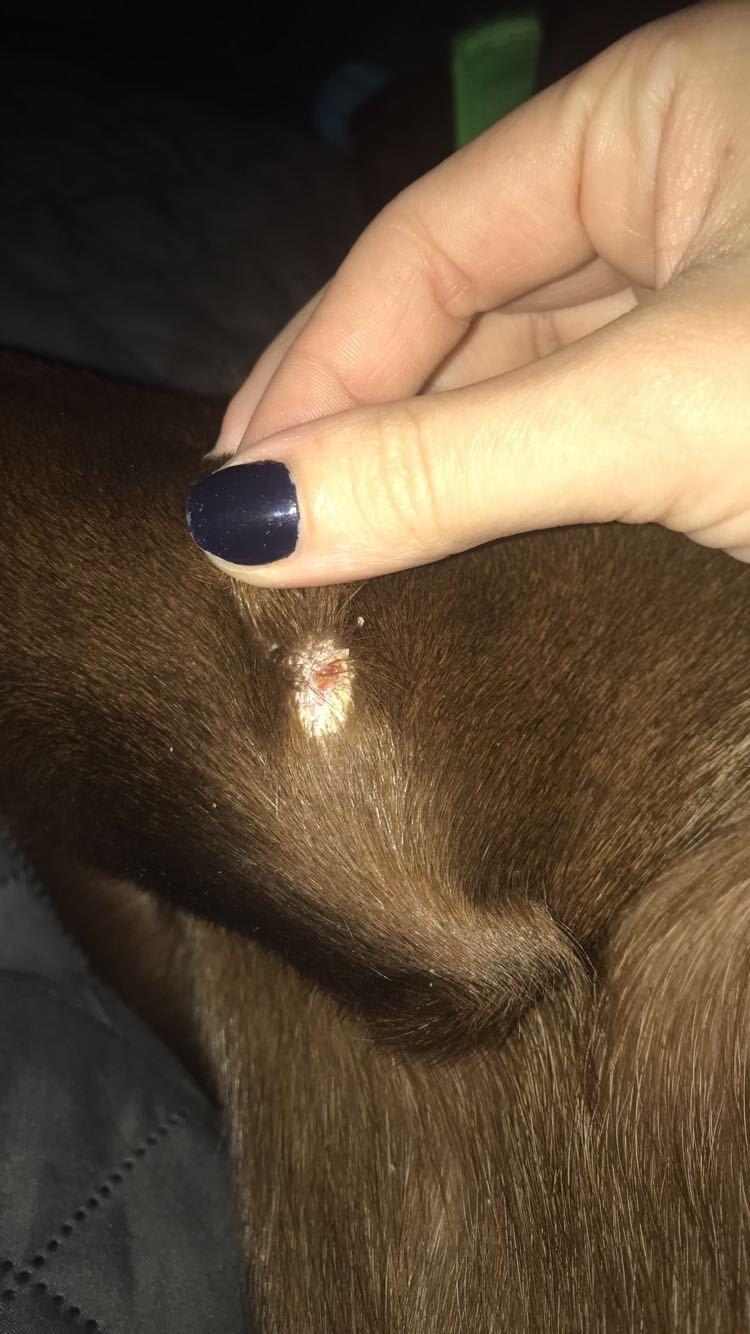 My Dog Has a White Scab on Her Elbow: What Is It & How to Treat? | Petco