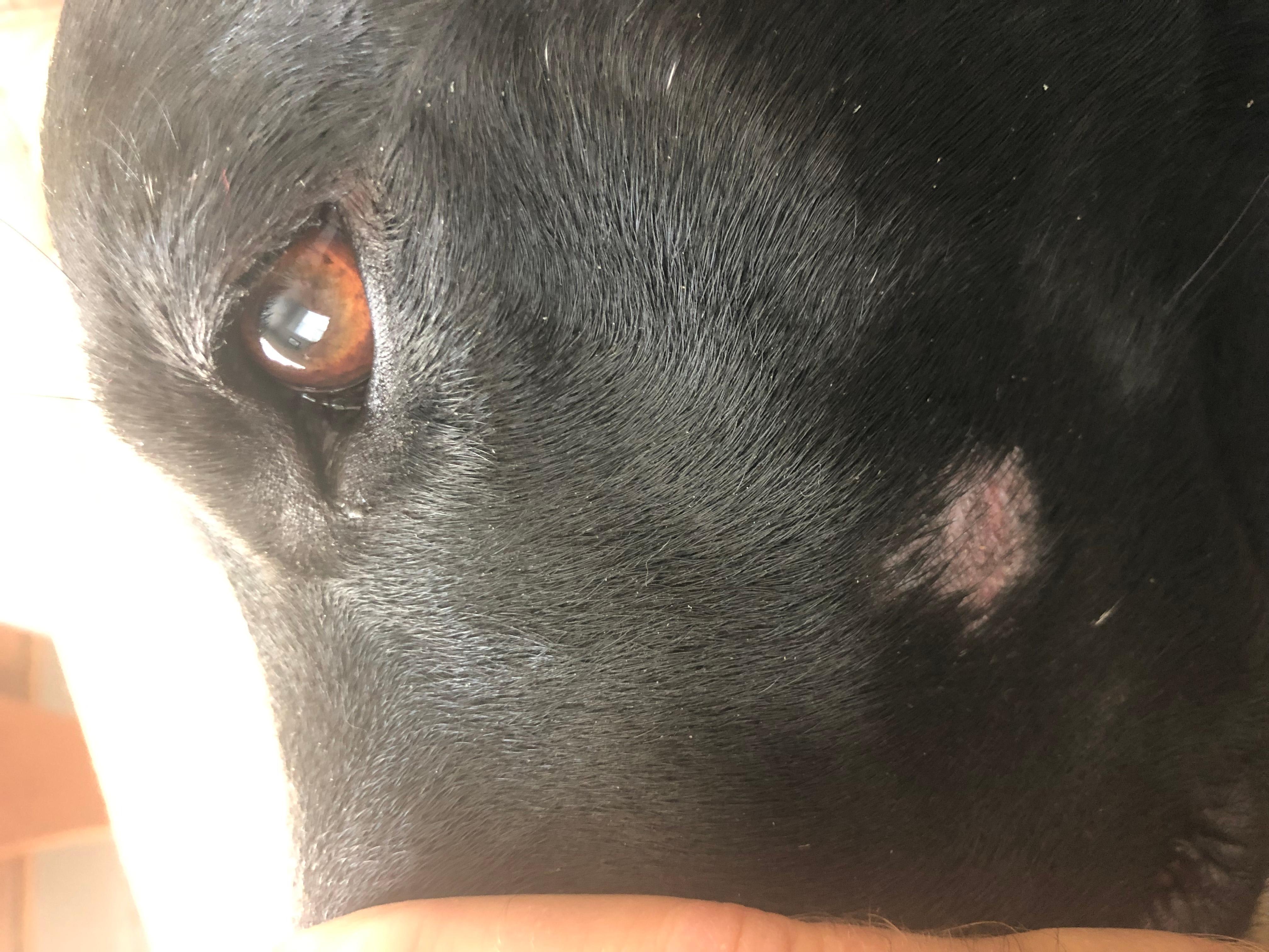My Dog Has a Cheek Wound: Is it a bite or an infection? | Petco