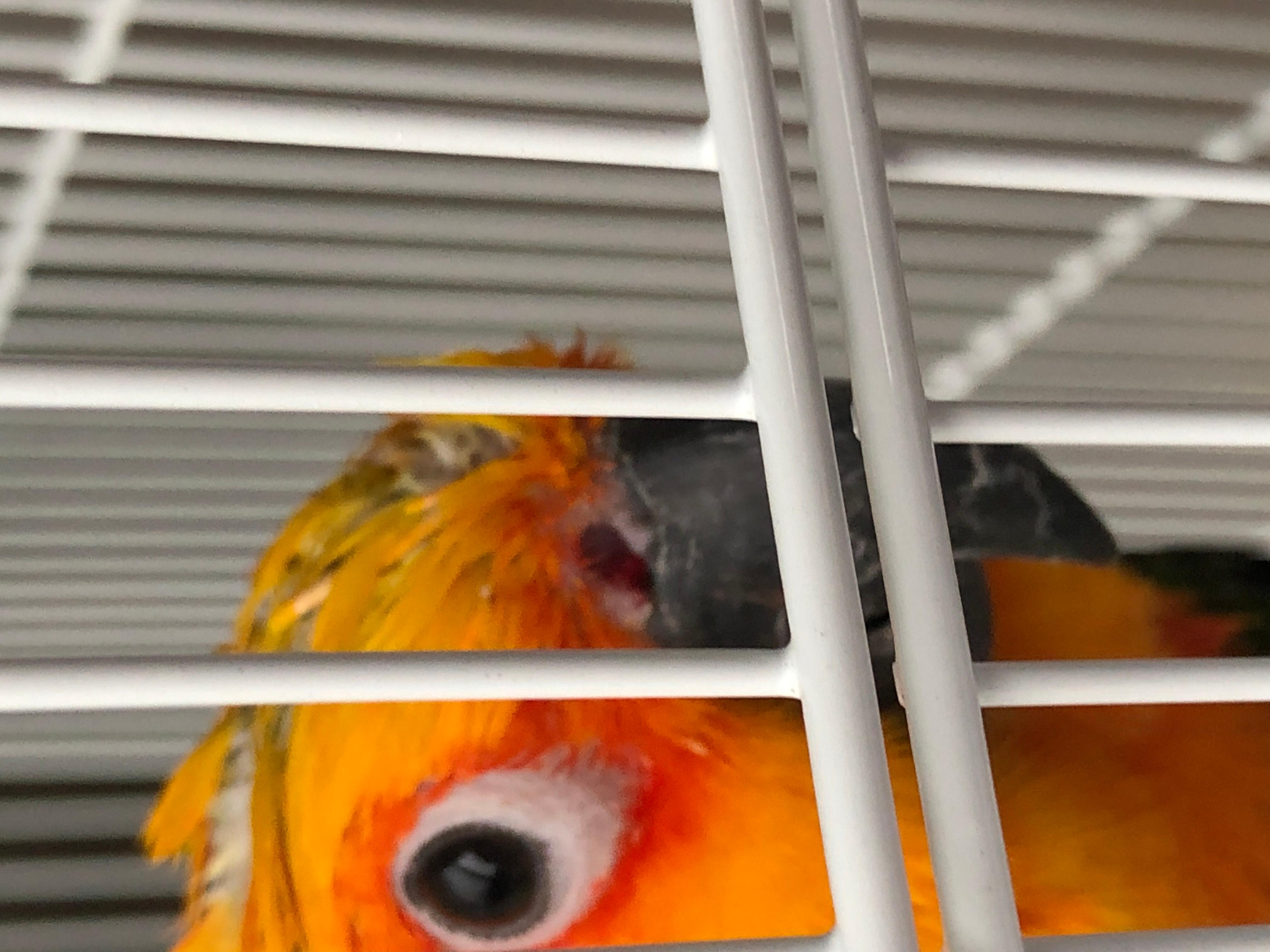 My Conure Has Blood in Its Nose? What Urgent Steps Should I Take? | Petco