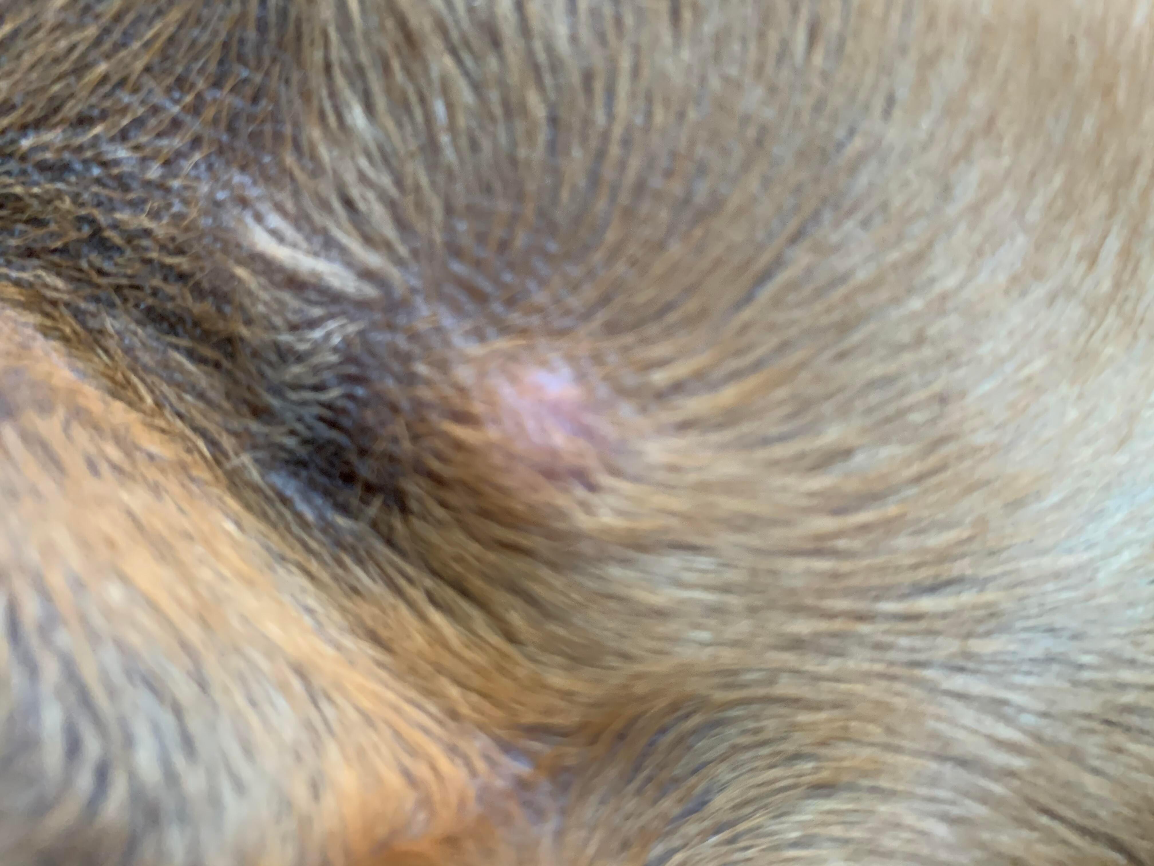 My dog has a soft lump in her armpit that changed. Serious? | Petco