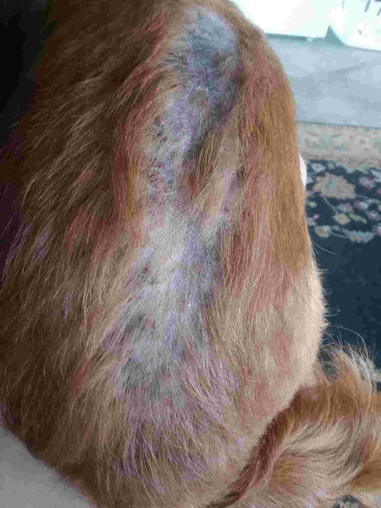 My dog keeps scratching her back raw and bleeding. What to do? | Petco