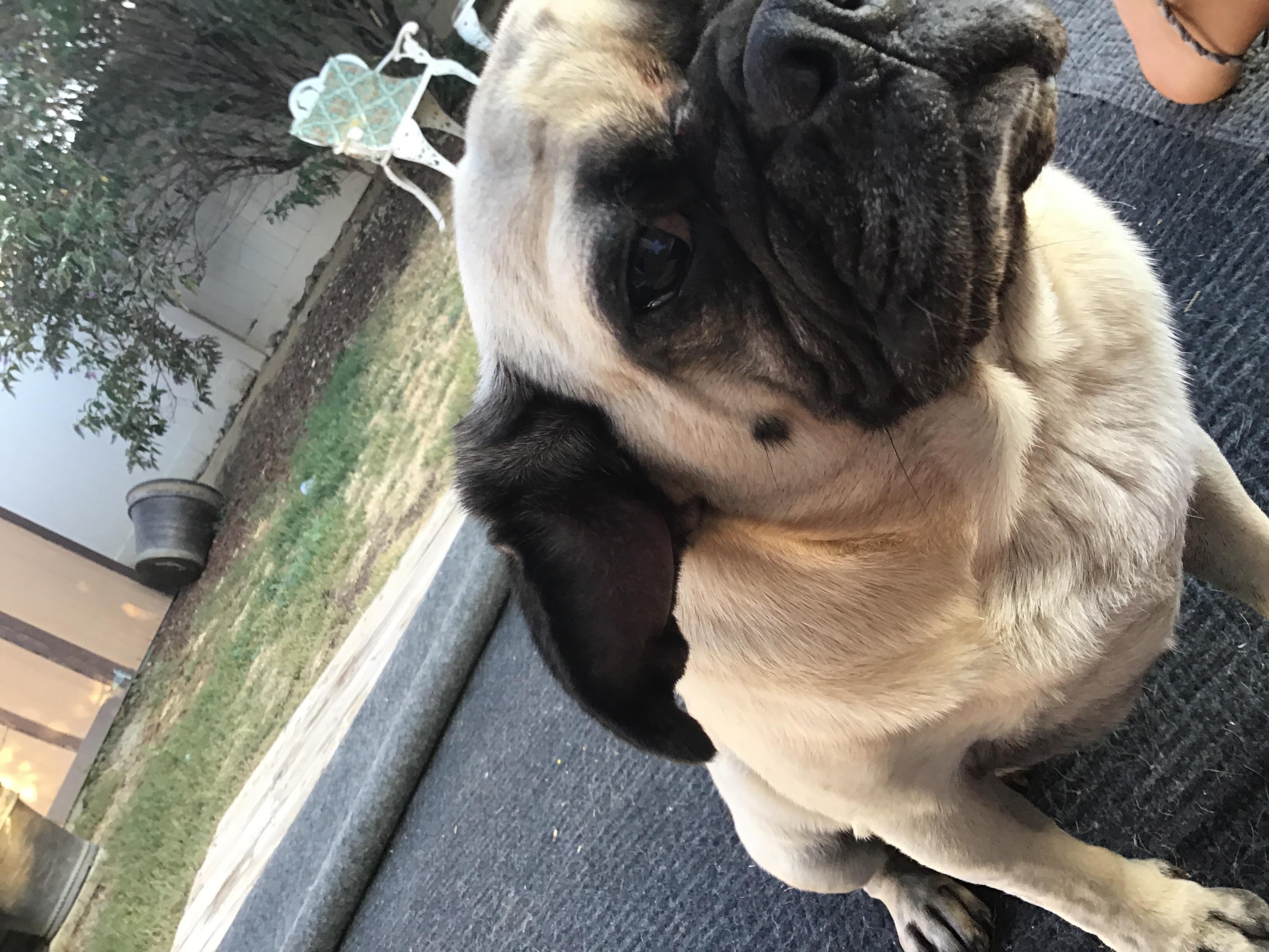 My Dog's Ear is Puffed Up & Swollen: Causes & What to Do | Petco