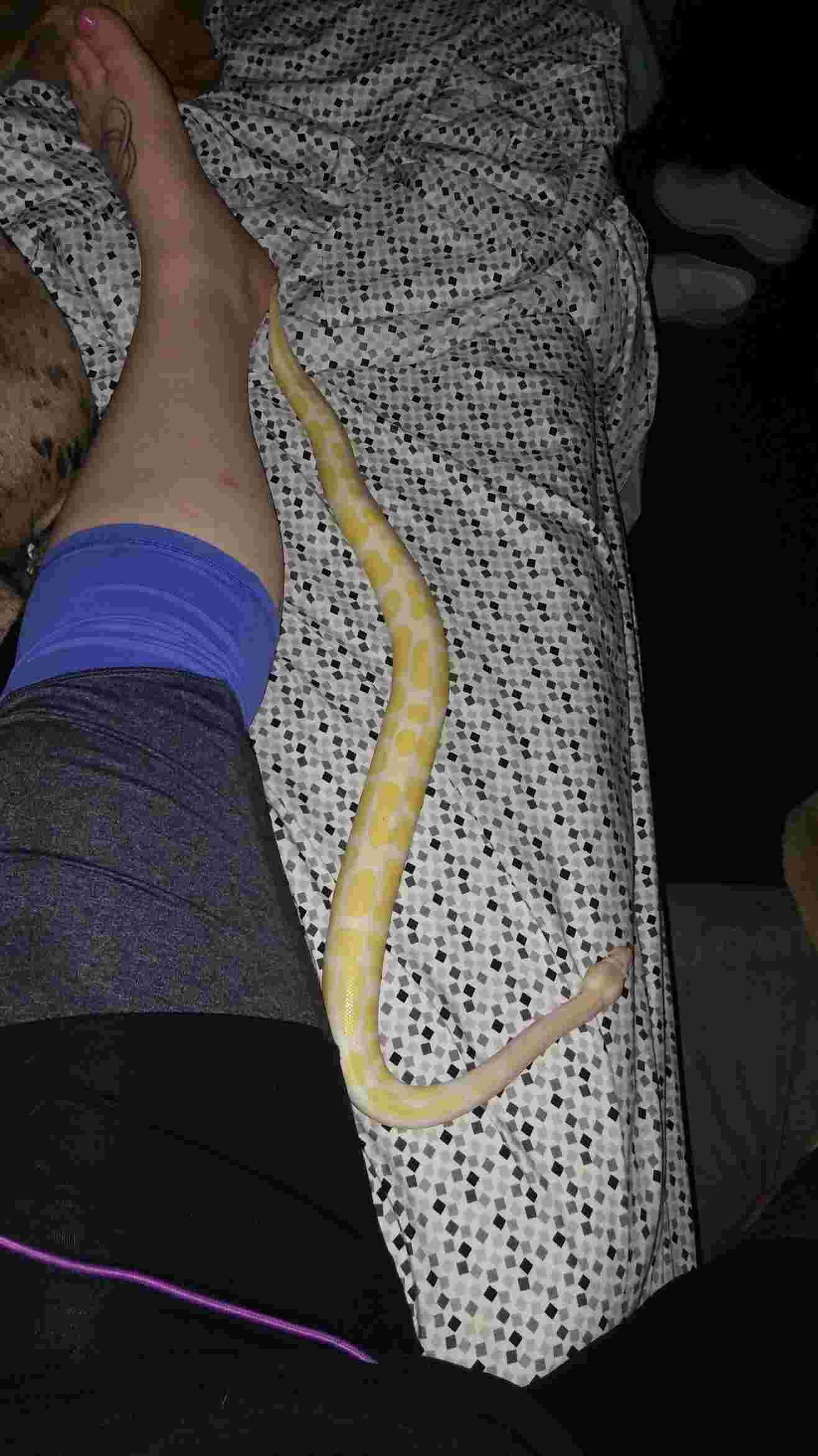 My snake is aggressive and squeezing. Does it need more food? | Petco