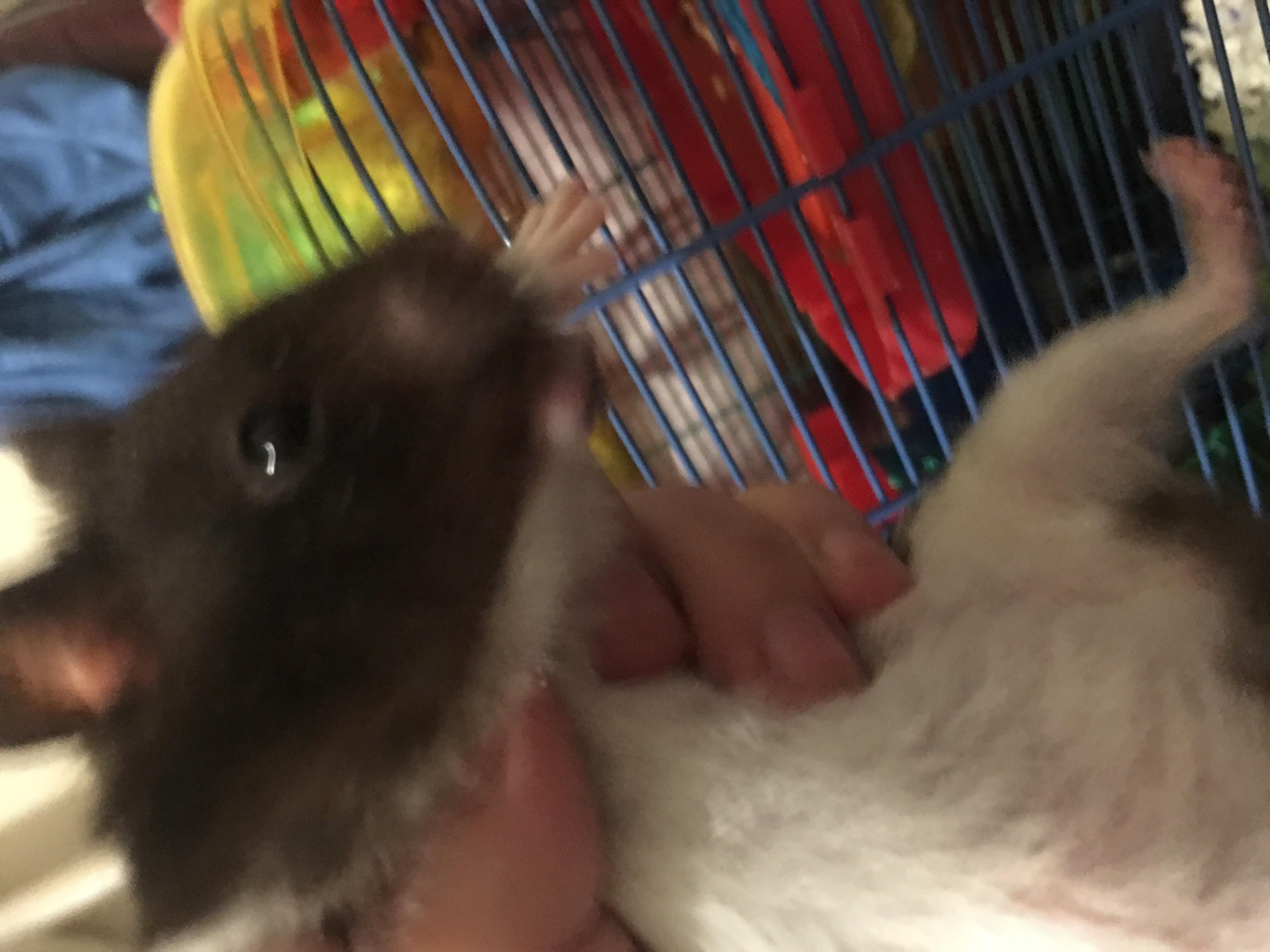 My hamster's chin is swollen and getting bigger. Is it an abscess? | Petco