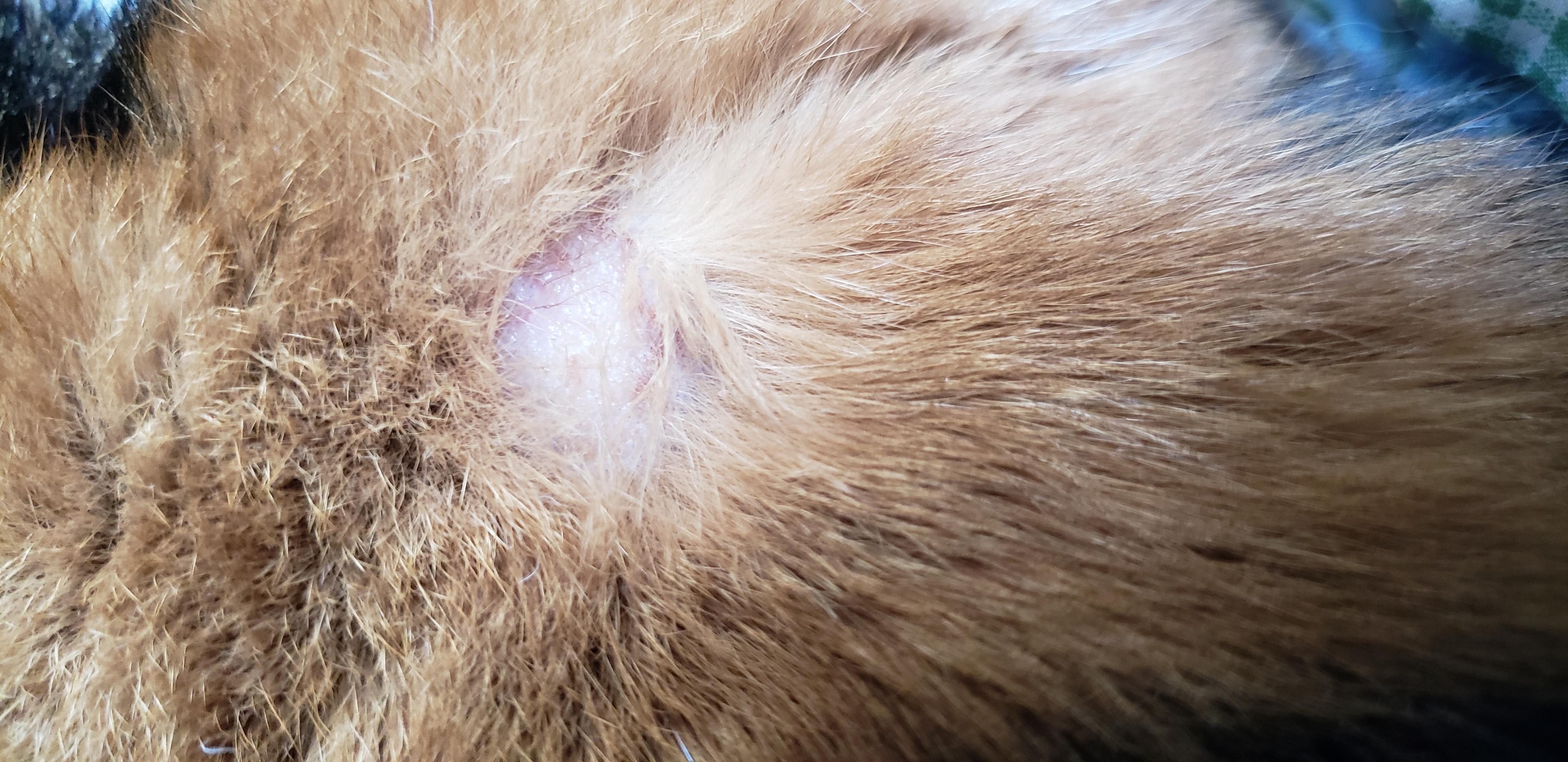 My Cat Has Neck Sores from Harness. Get Safe Treatment! | Petco