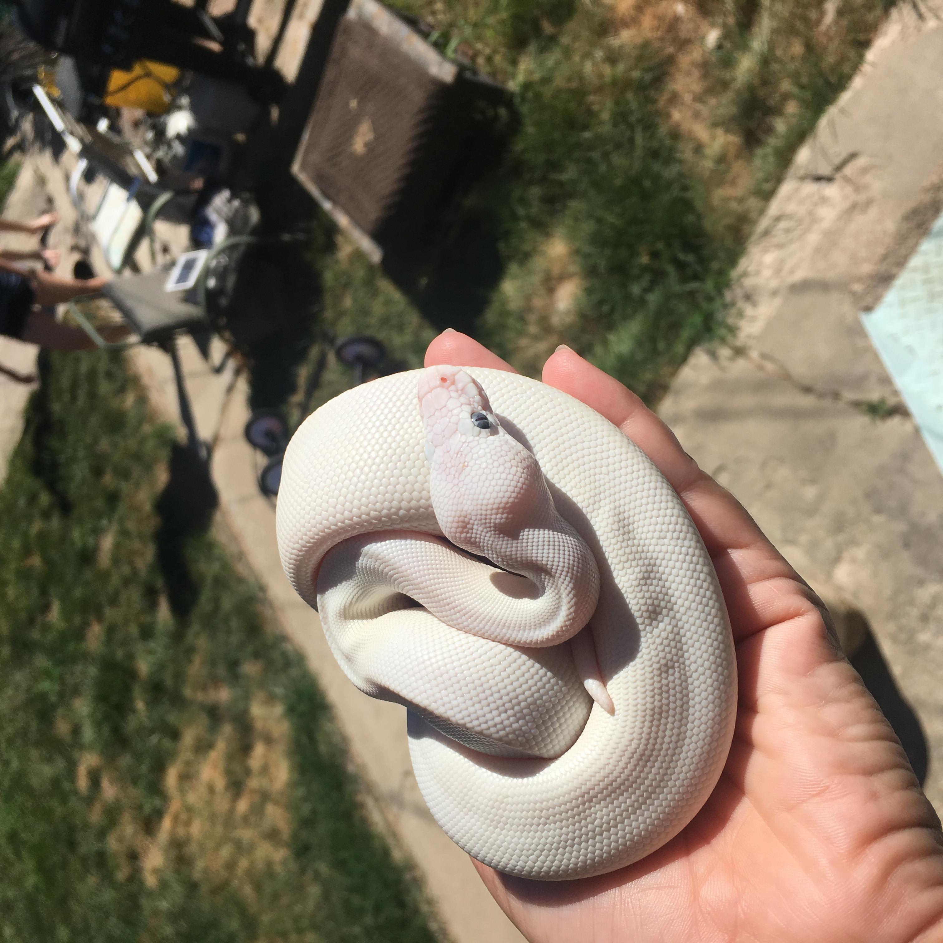 My ball python has yellow stains. Can I use baking soda? | Petco
