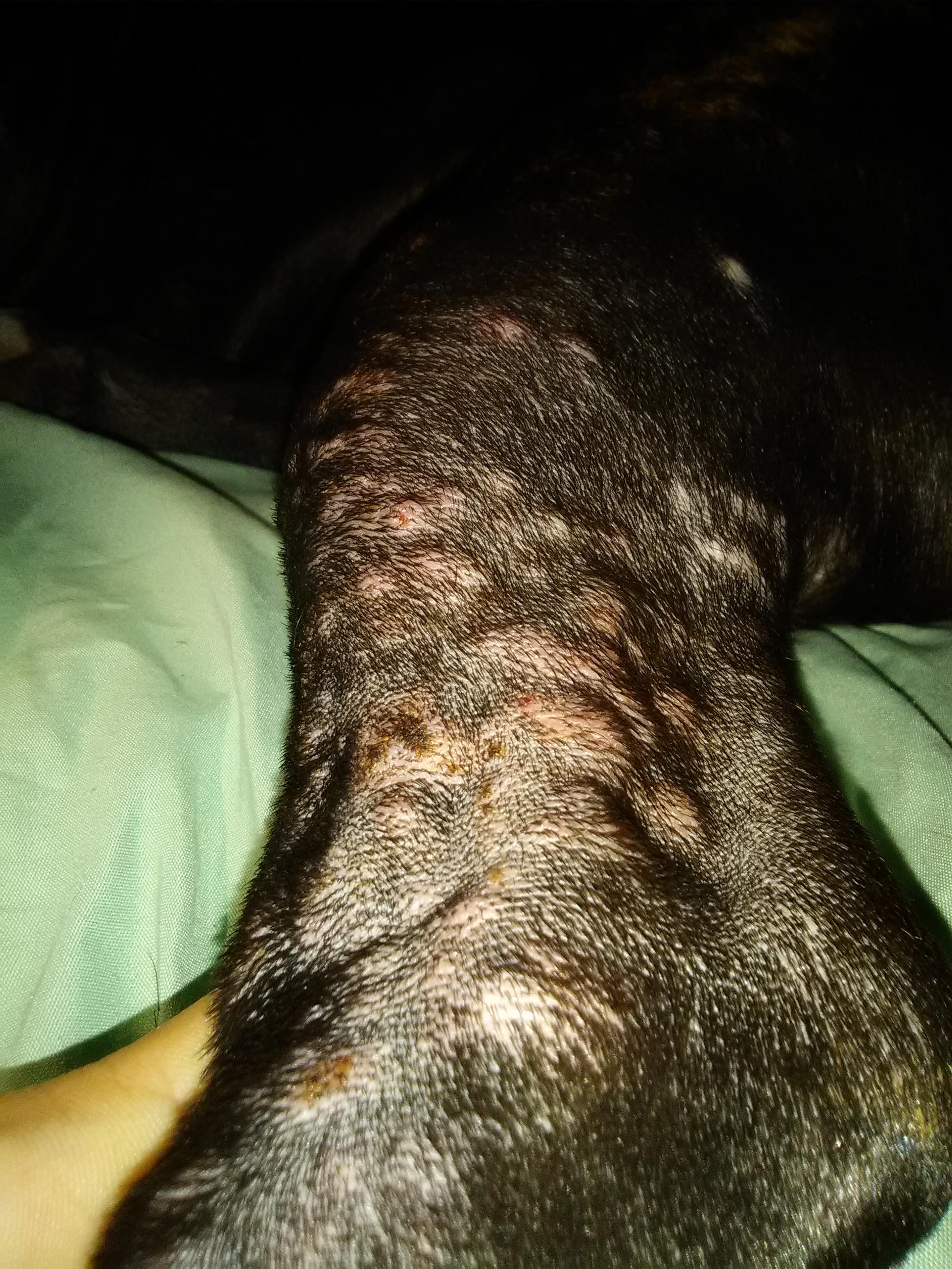 What are discharging white bumps and open sores on my dog's legs? | Petco