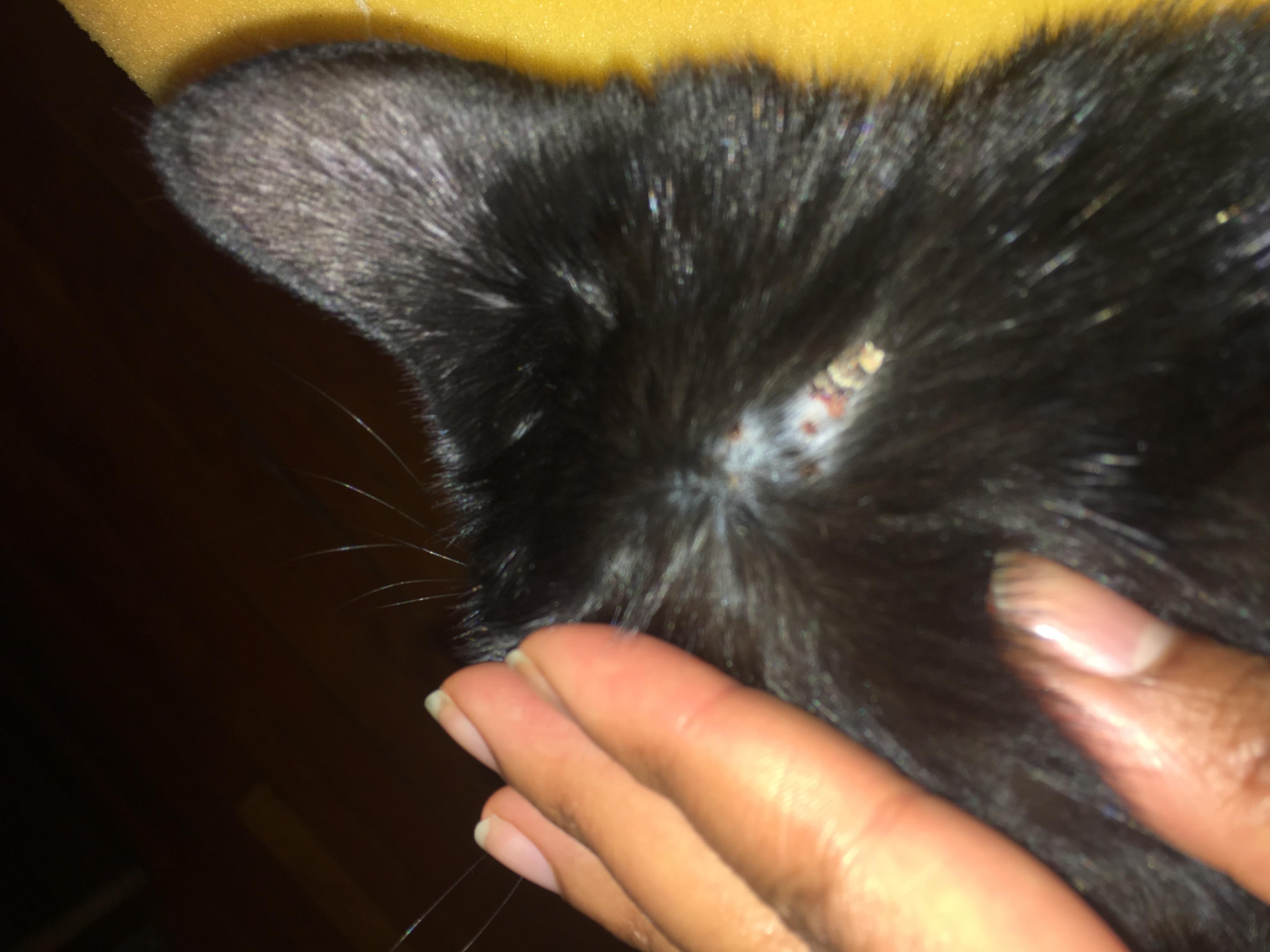 My Cat Has Flea Scabs: Are Herbal Sprays or Devices Safe/Effective? | Petco