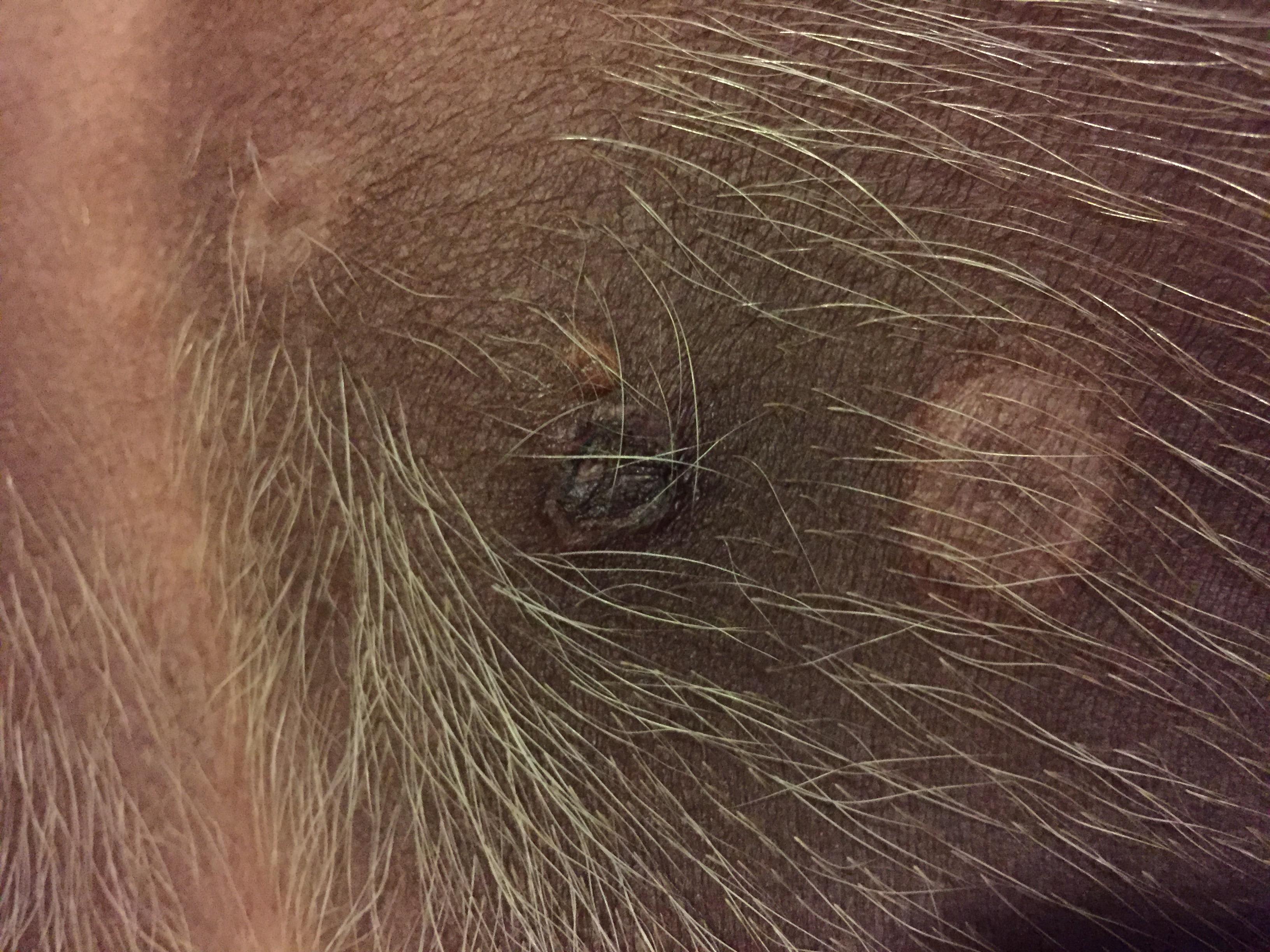 Why Does My Puppy Have Pink Spots, Dark Centers & Scab on Belly? | Petco