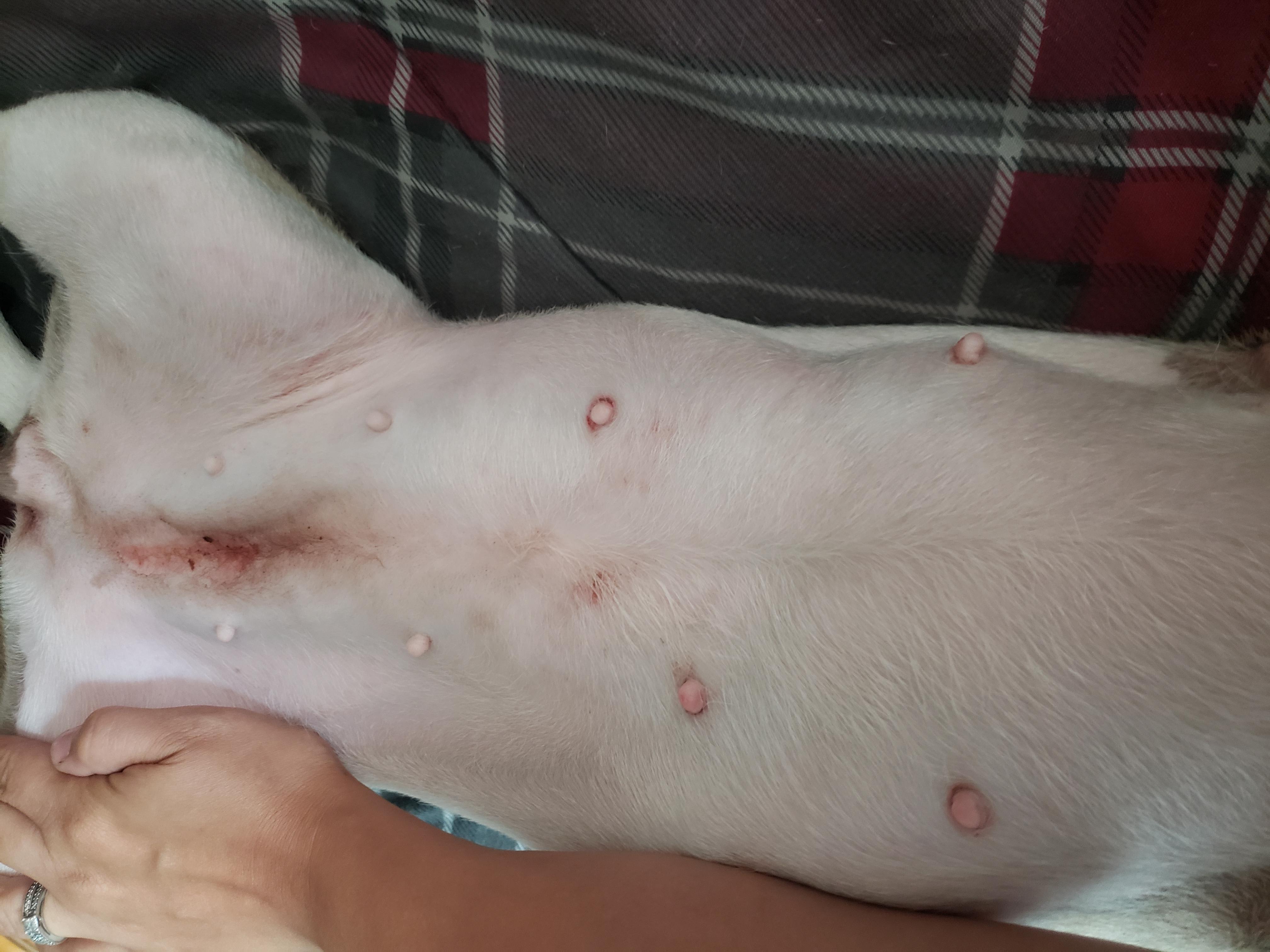 My Dog Has Scabs on Nipples & Belly: Is It Serious? Get Answers | Petco