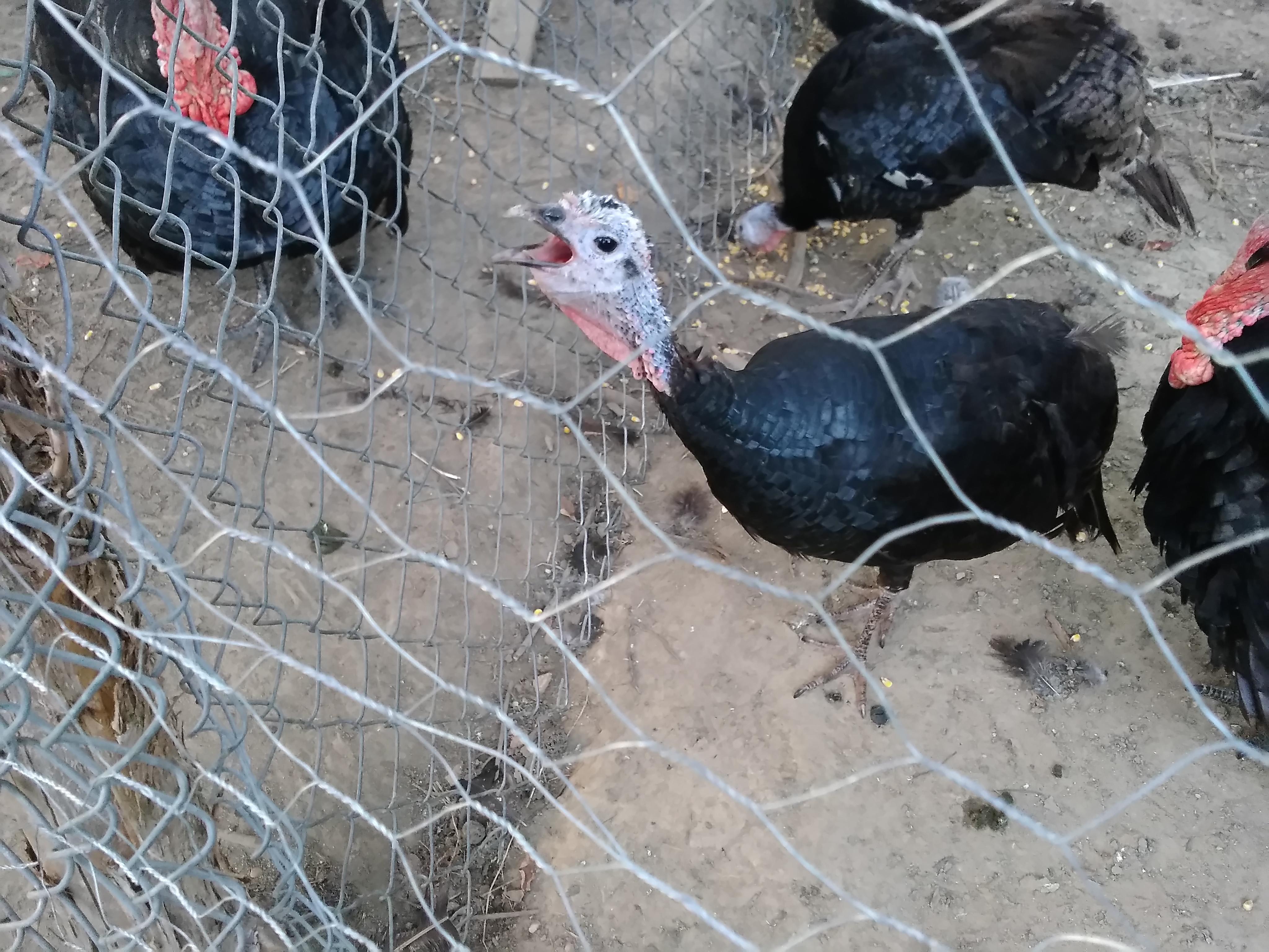 My Turkey Has Breathing Problems: Should I Remove Obstruction? | Petco
