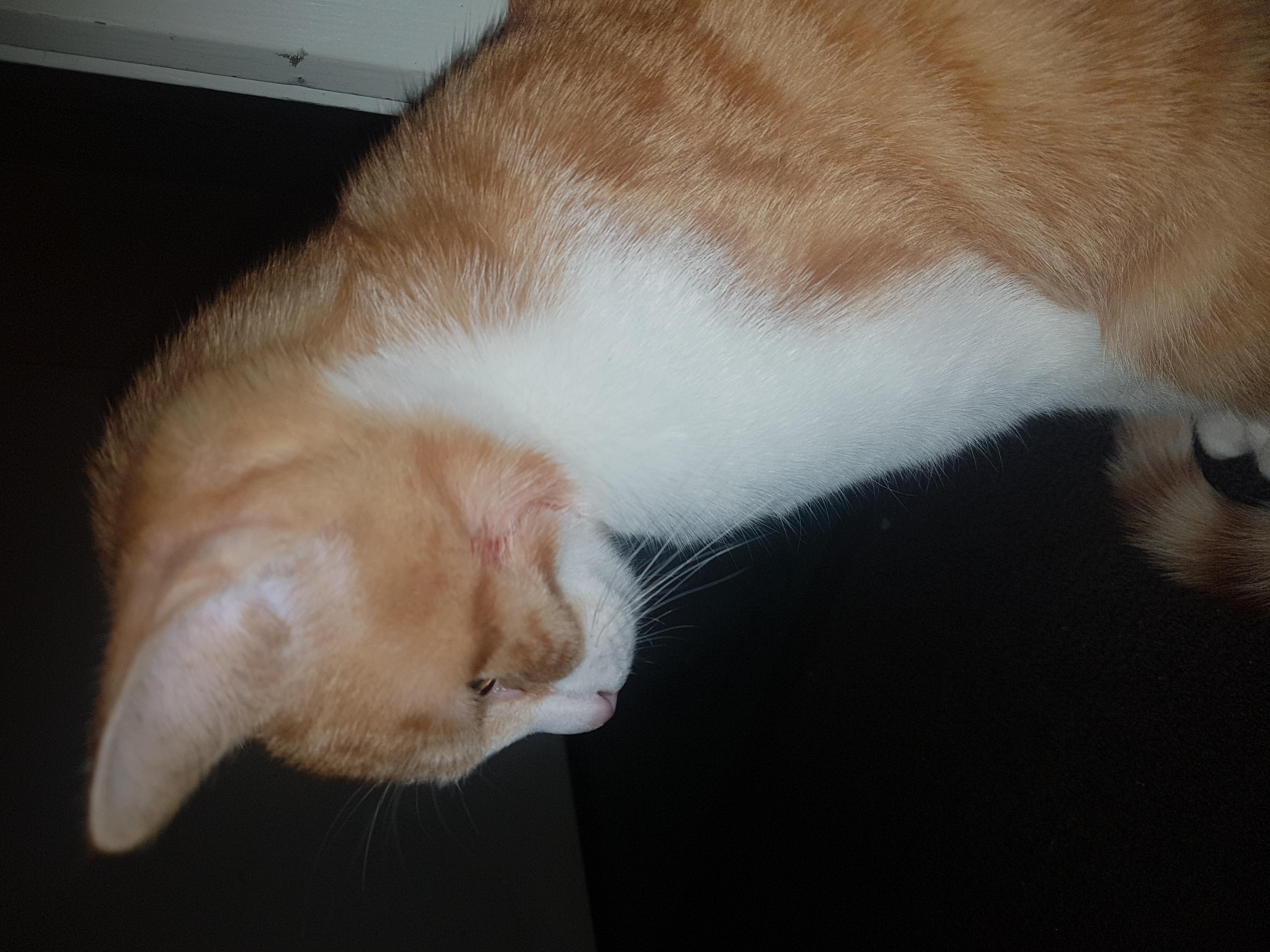 Kitten's cheek scab fell off, raw & bleeding. What's wrong? | Petco