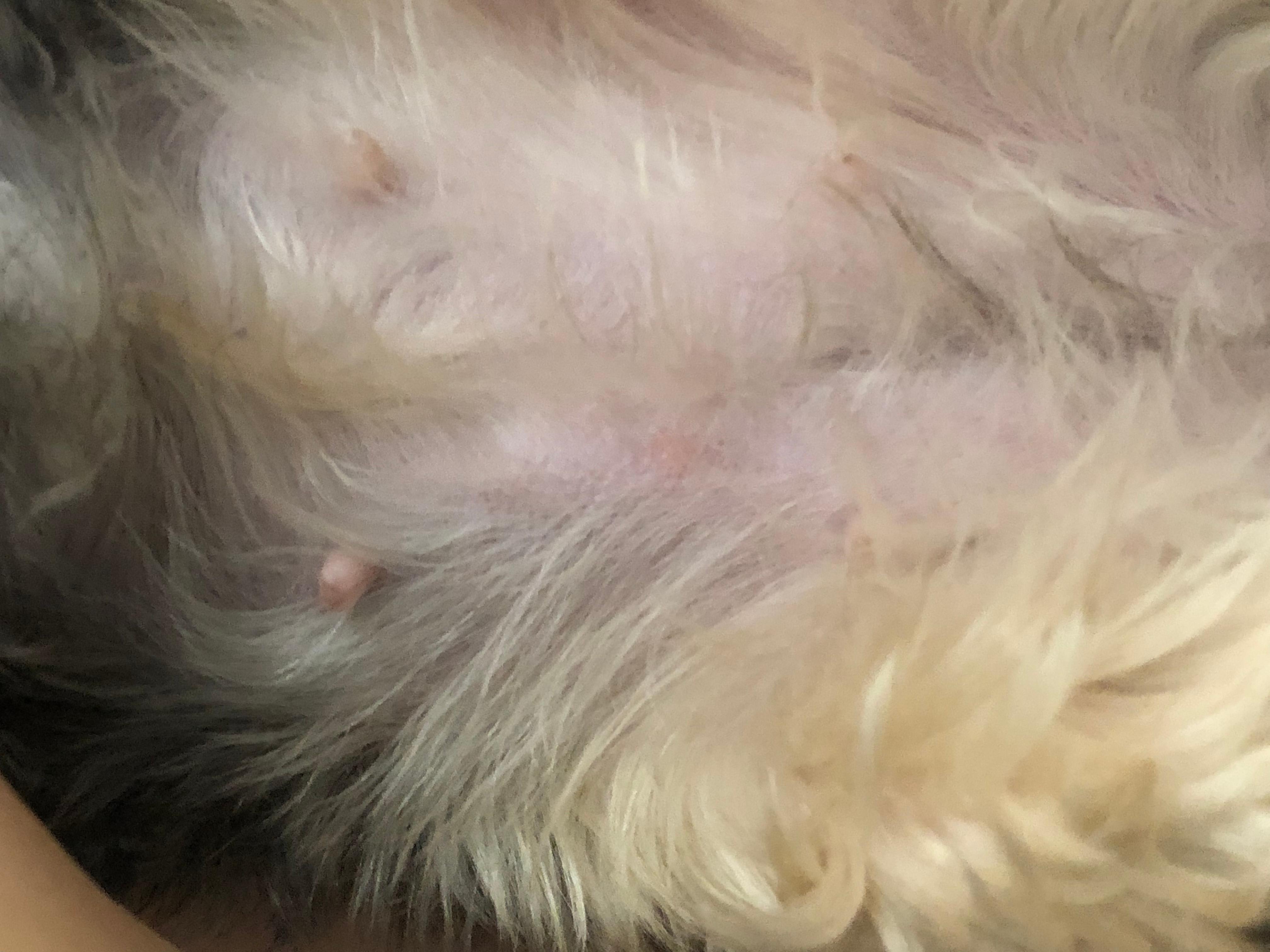 My Dog Has a Pimple on Stomach: Bug Bite or Something Else? | Petco