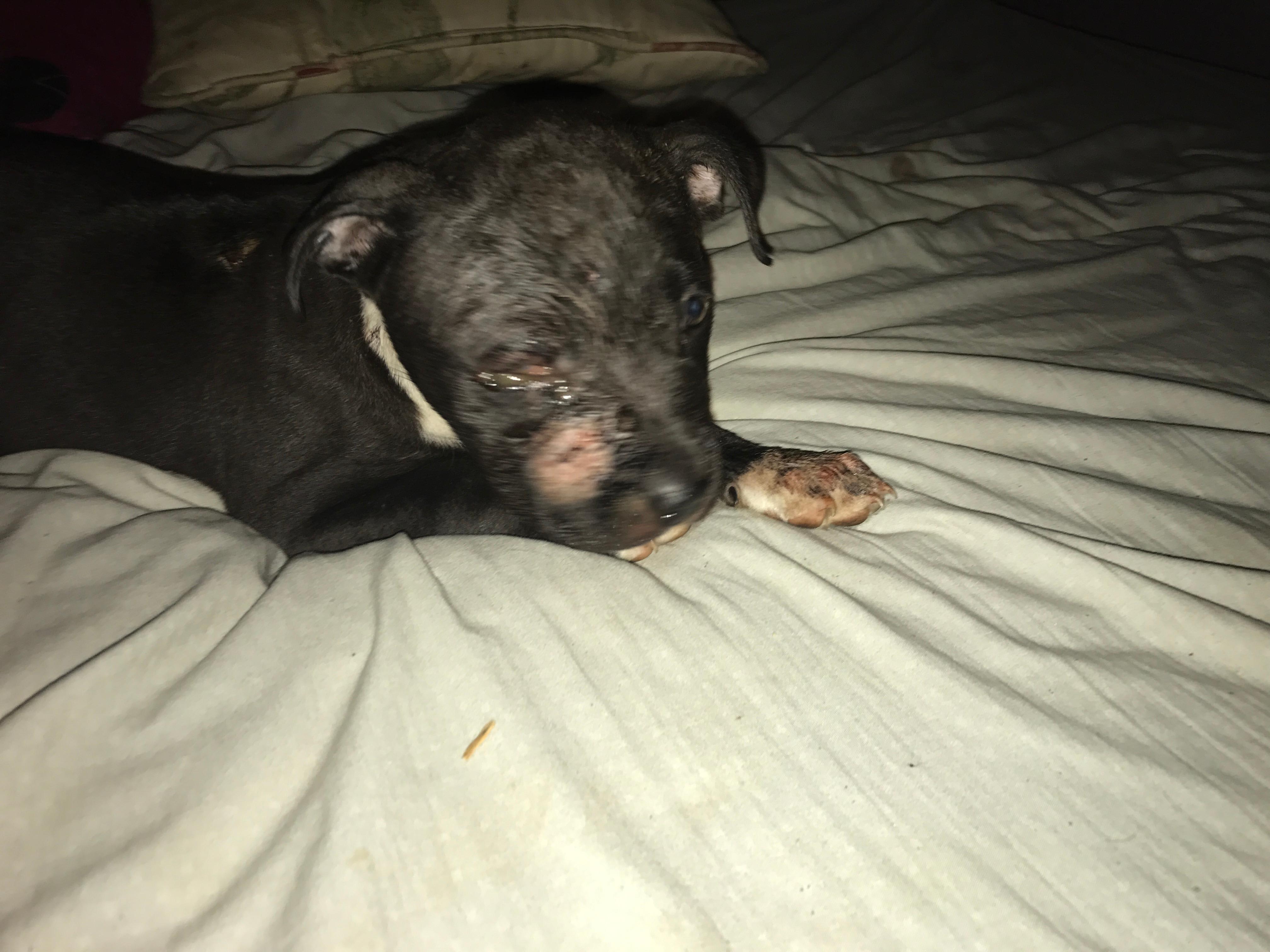 Puppy Attacked, Wounded, Not Eating: Is Using Old Meds Safe? | Petco