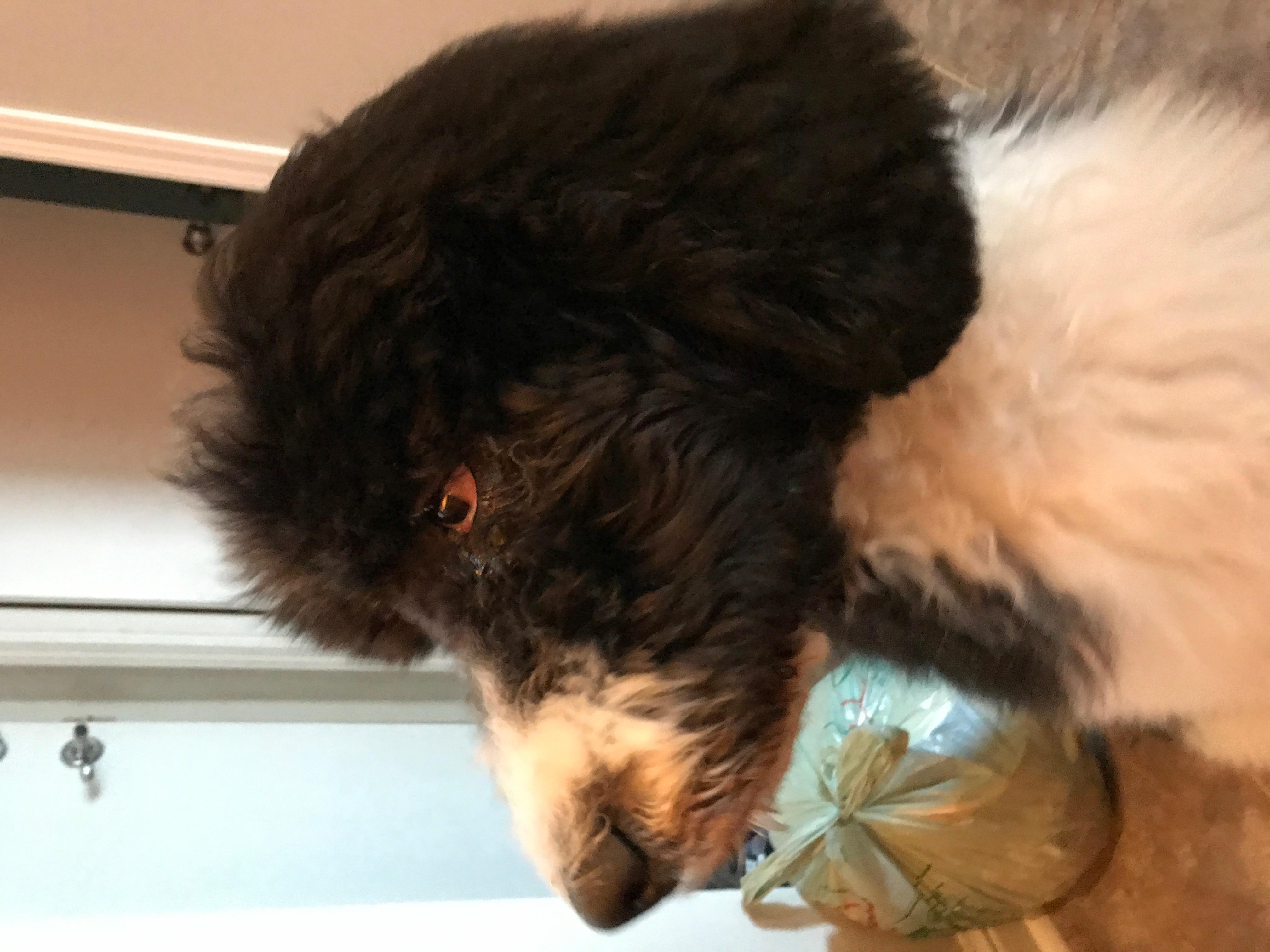 My Poodle's Red, Swollen Eye & Yellow Discharge: What to Do? | Petco