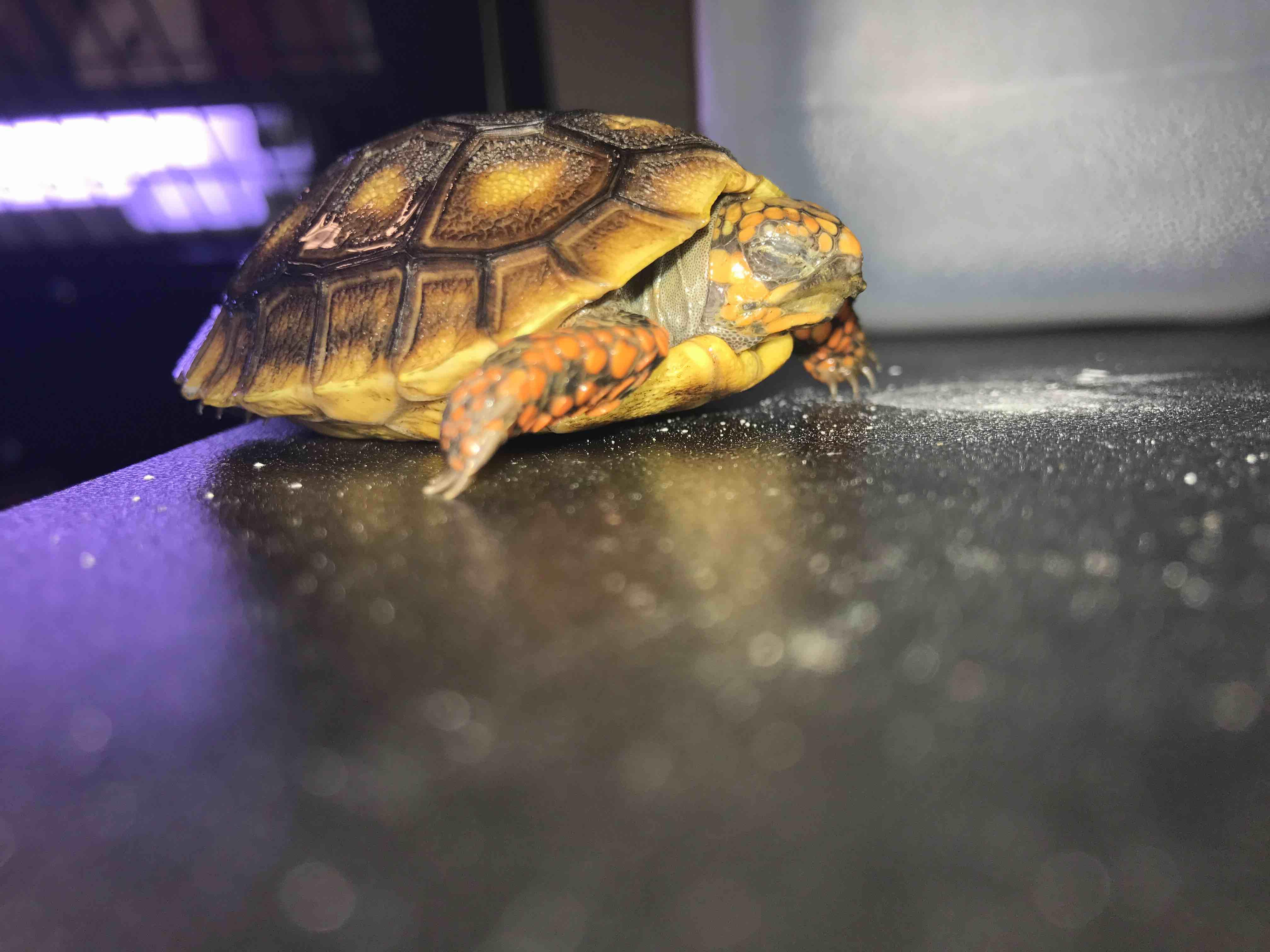 Why is your Red Foot Tortoise Lethargic, Eyes Closed, Soft Shell? | Petco